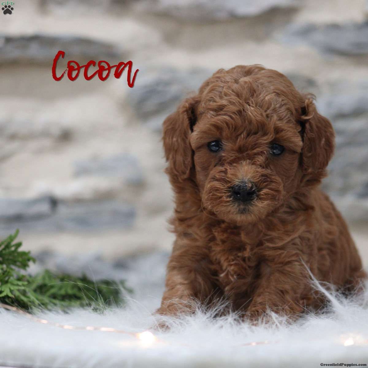 Cocoa - Mini Goldendoodle Puppy For Sale in Pennsylvania