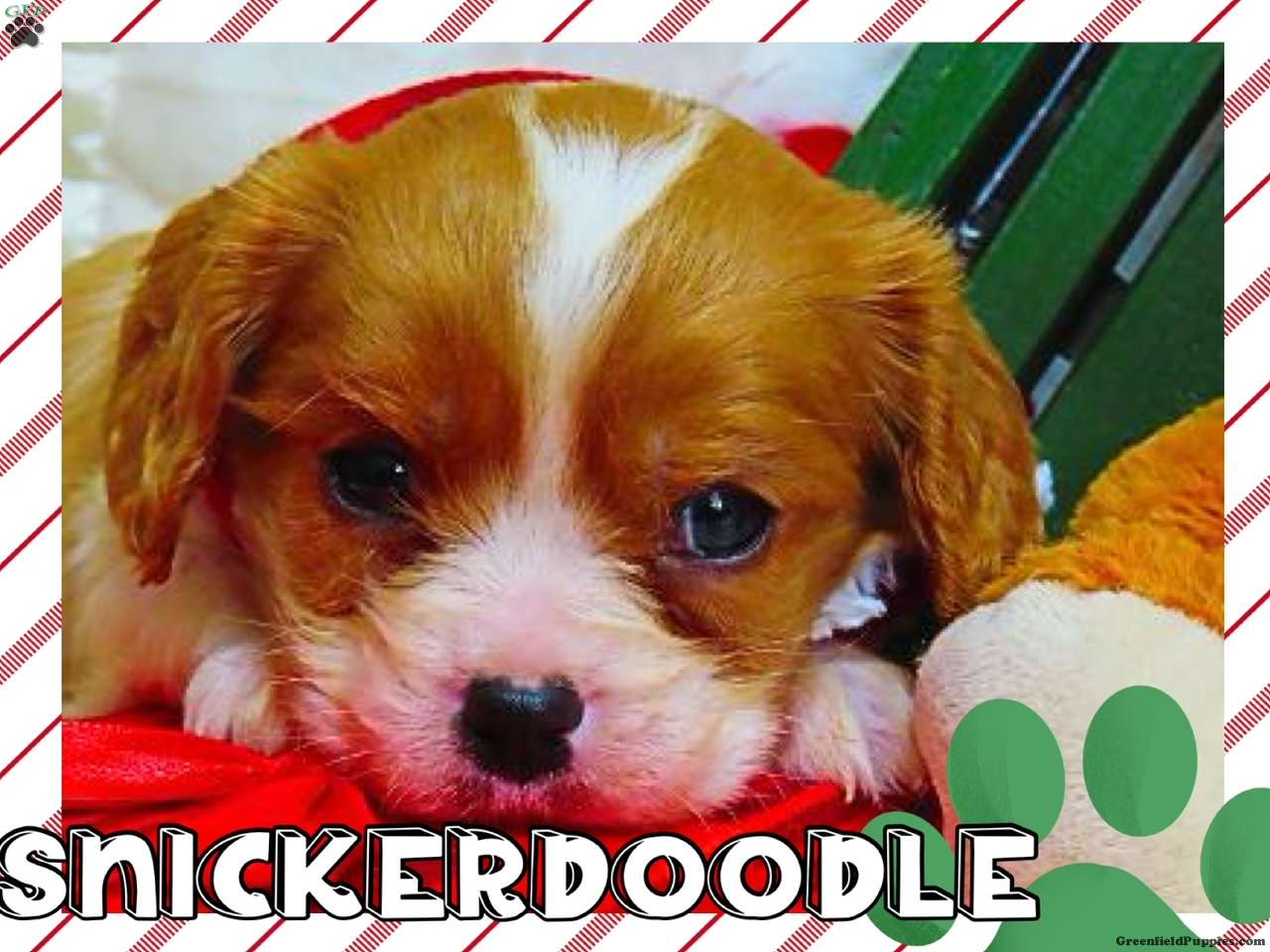 Snickerdoodle - Cavalier King Charles Spaniel Puppy For Sale in Ohio
