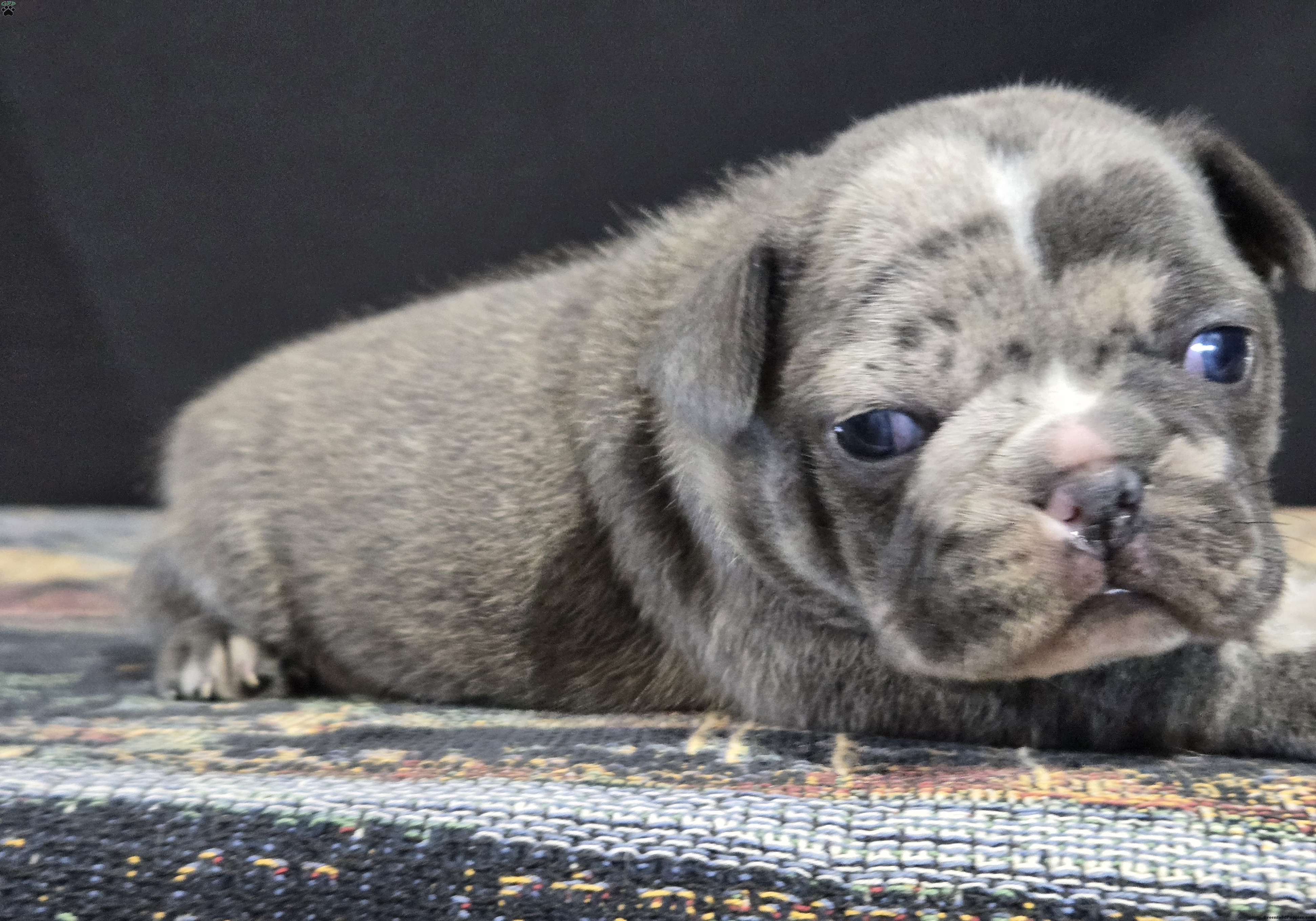 Koko - Frenchton Puppy For Sale in New York