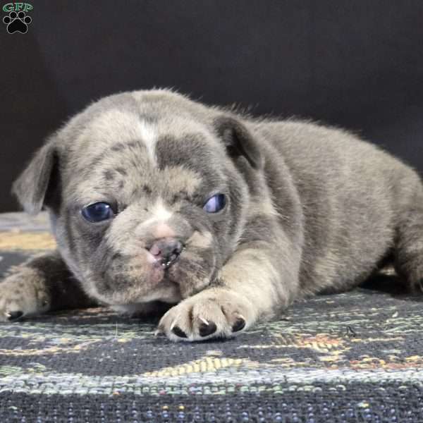 Koko - Frenchton Puppy For Sale in New York