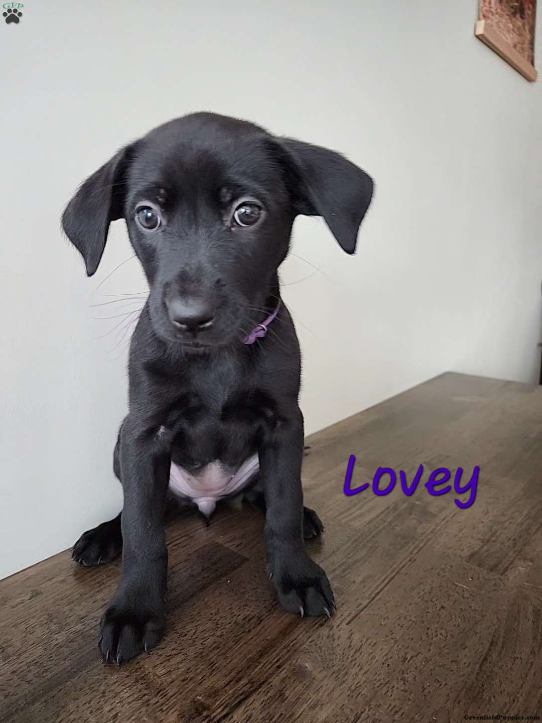 Lovey - Belgian Malinois Mix Puppy For Sale in Pennsylvania