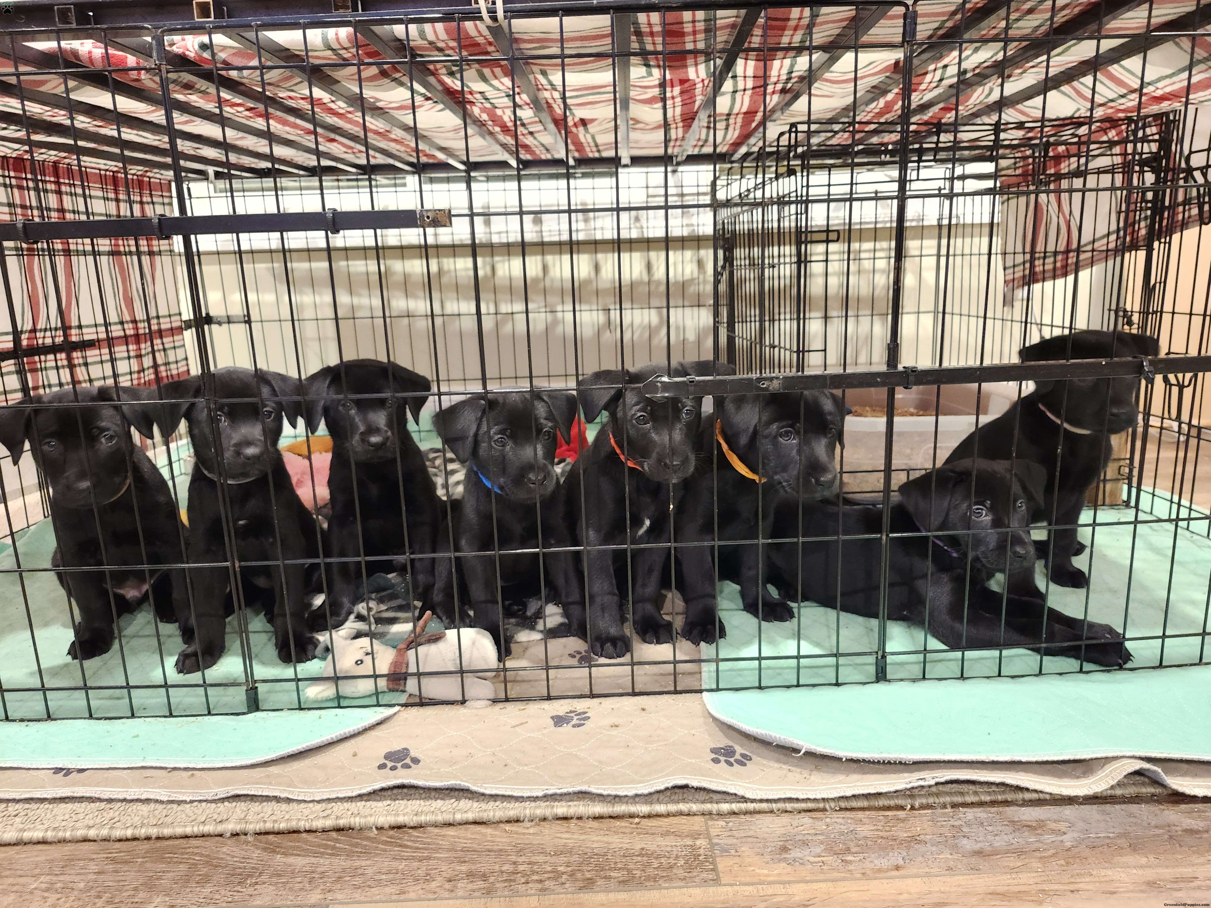 Lovey - Belgian Malinois Mix Puppy For Sale in Pennsylvania