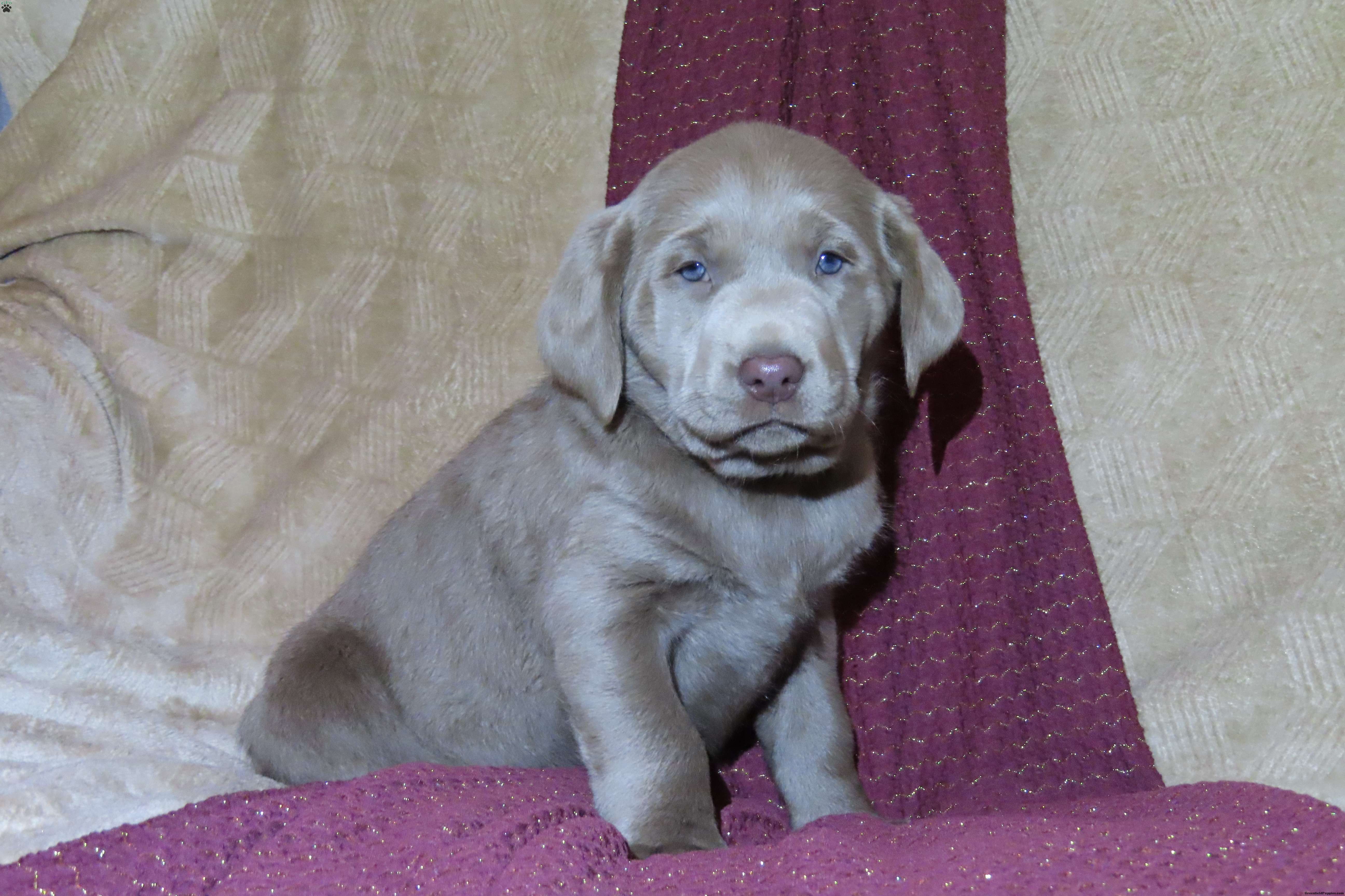 Coffee - Silver Labrador Retriever Puppy For Sale in Pennsylvania