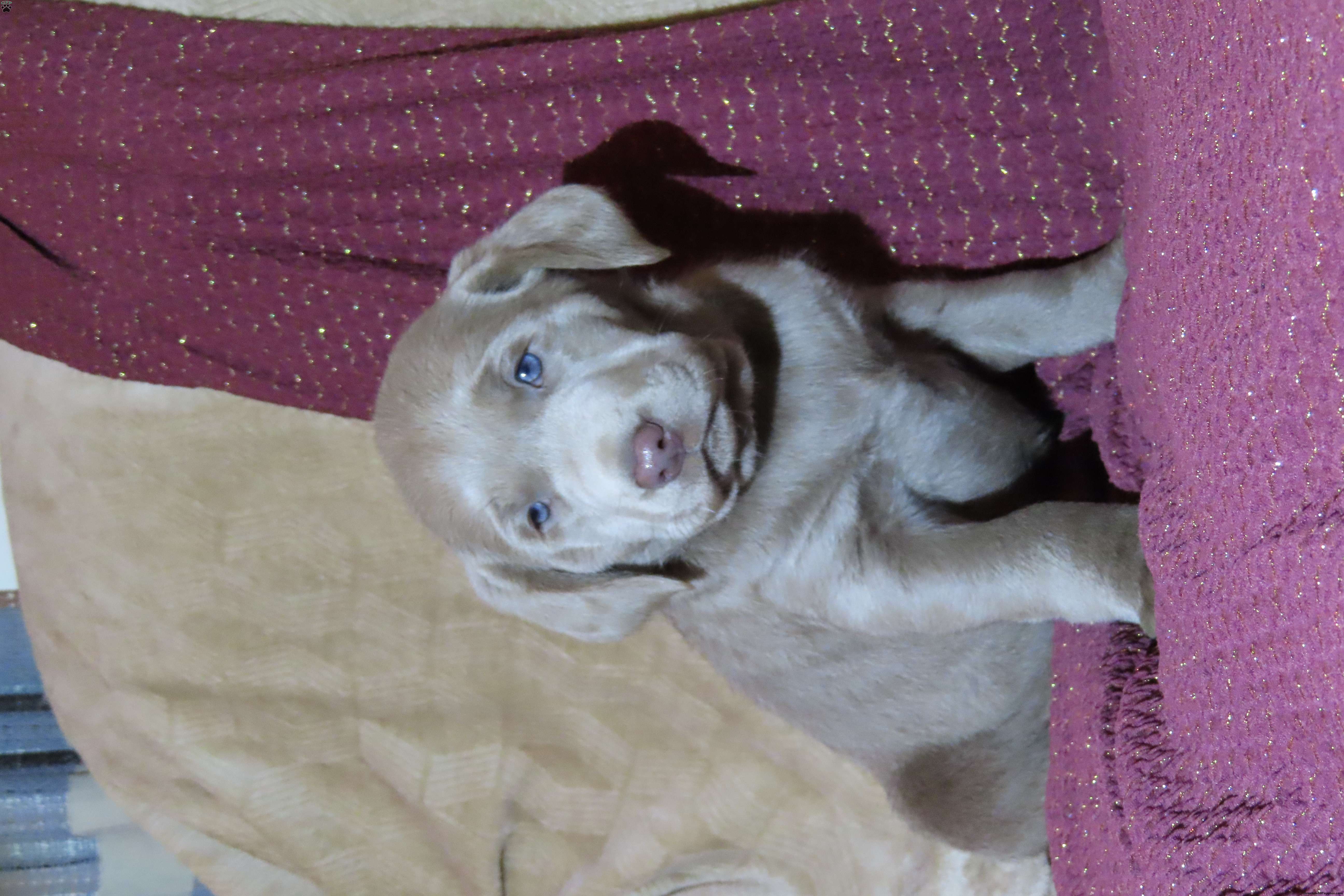 Coffee - Silver Labrador Retriever Puppy For Sale in Pennsylvania