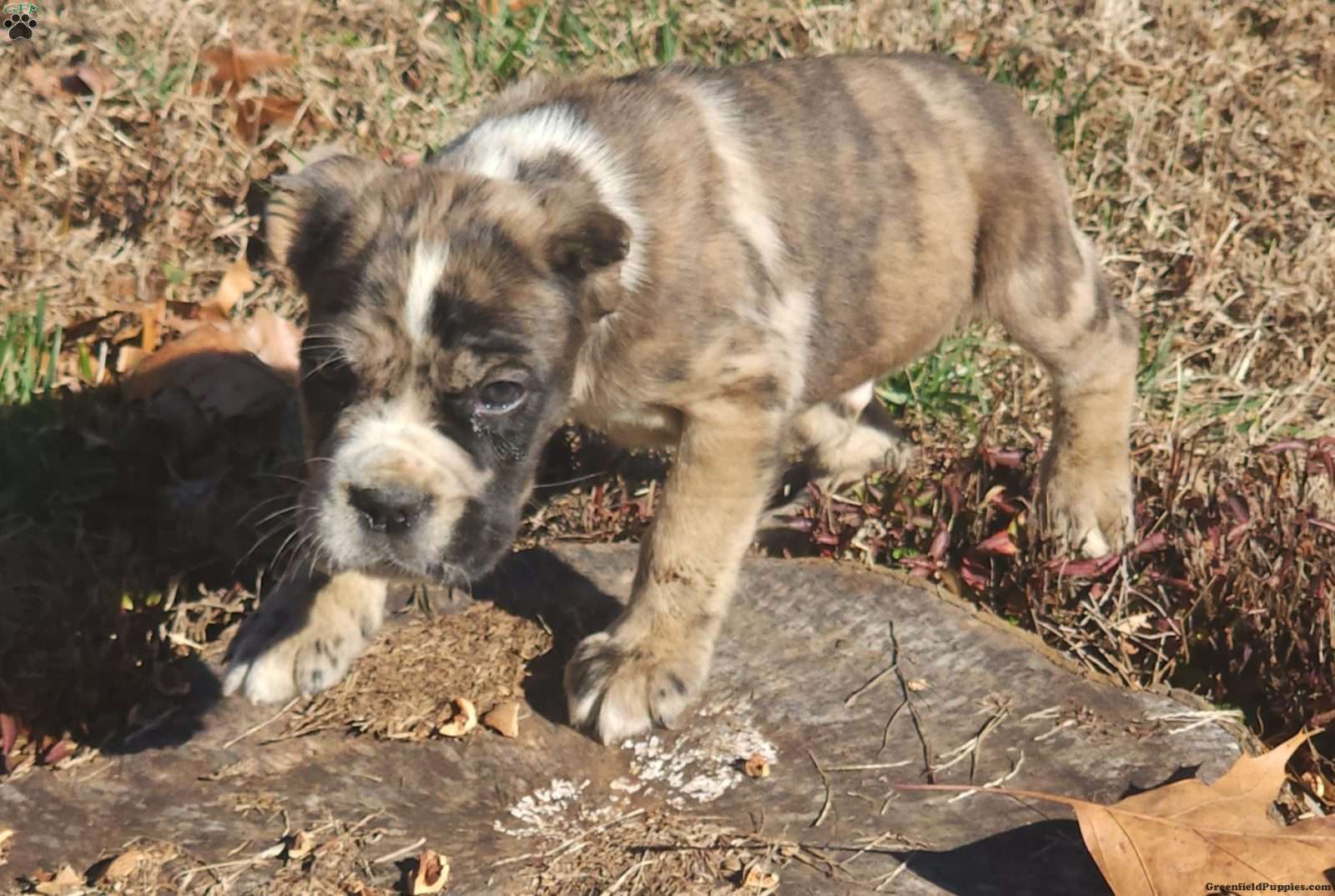 Camouflage - Cane Corso Puppy For Sale in North Carolina