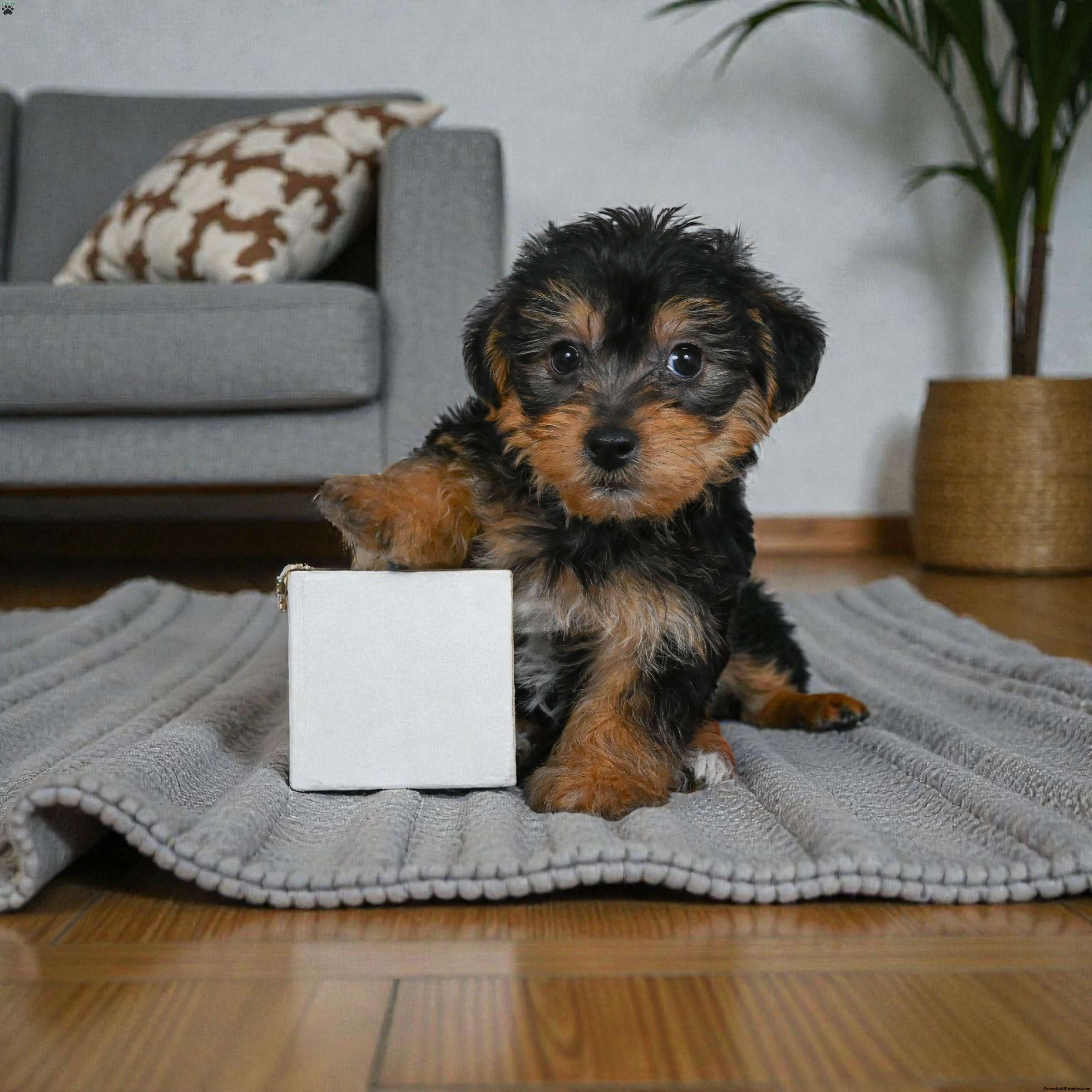 Gus - Yorkie Puppy For Sale in Ohio