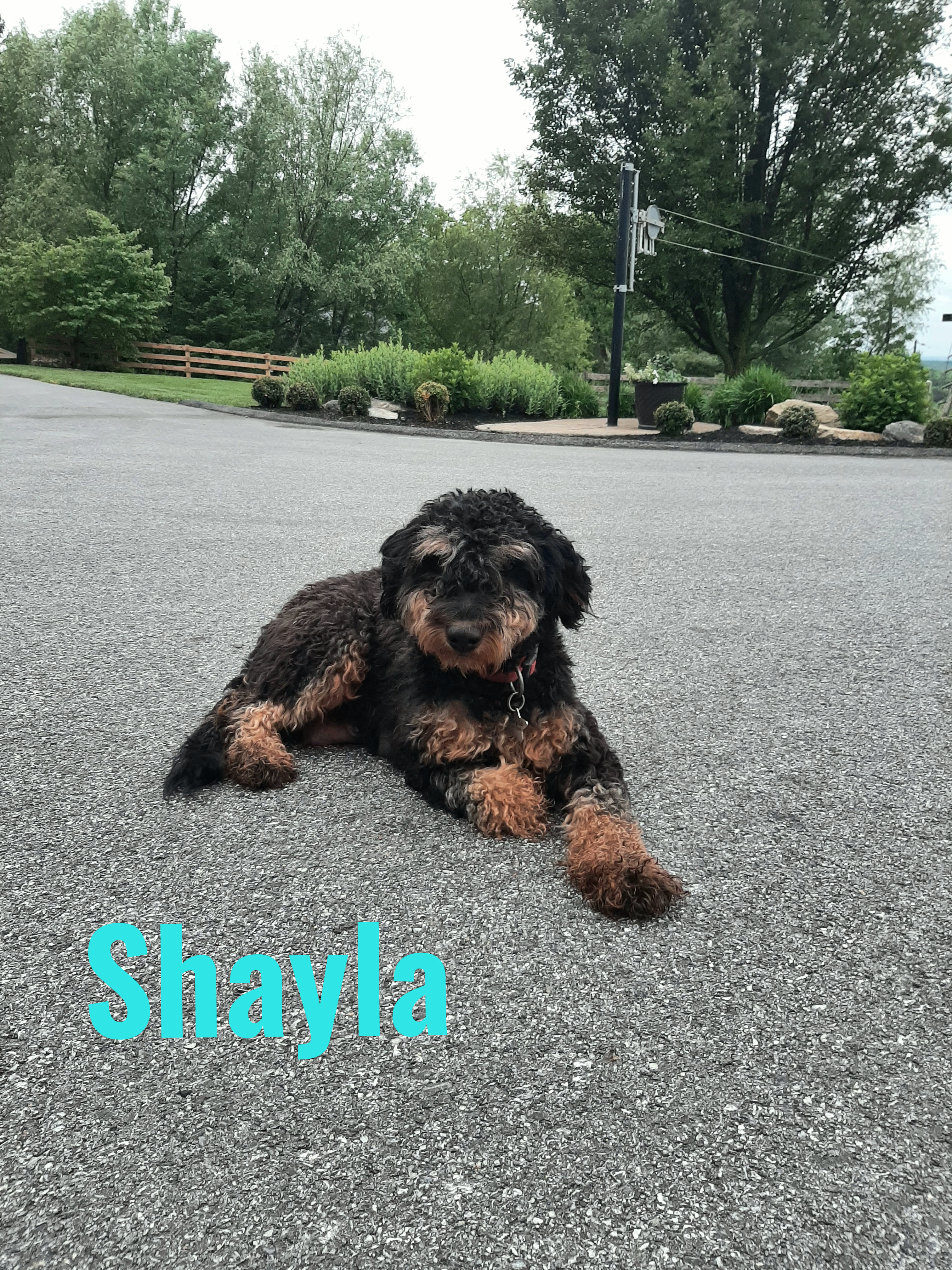 Brody - Mini Bernedoodle Puppy For Sale in Pennsylvania