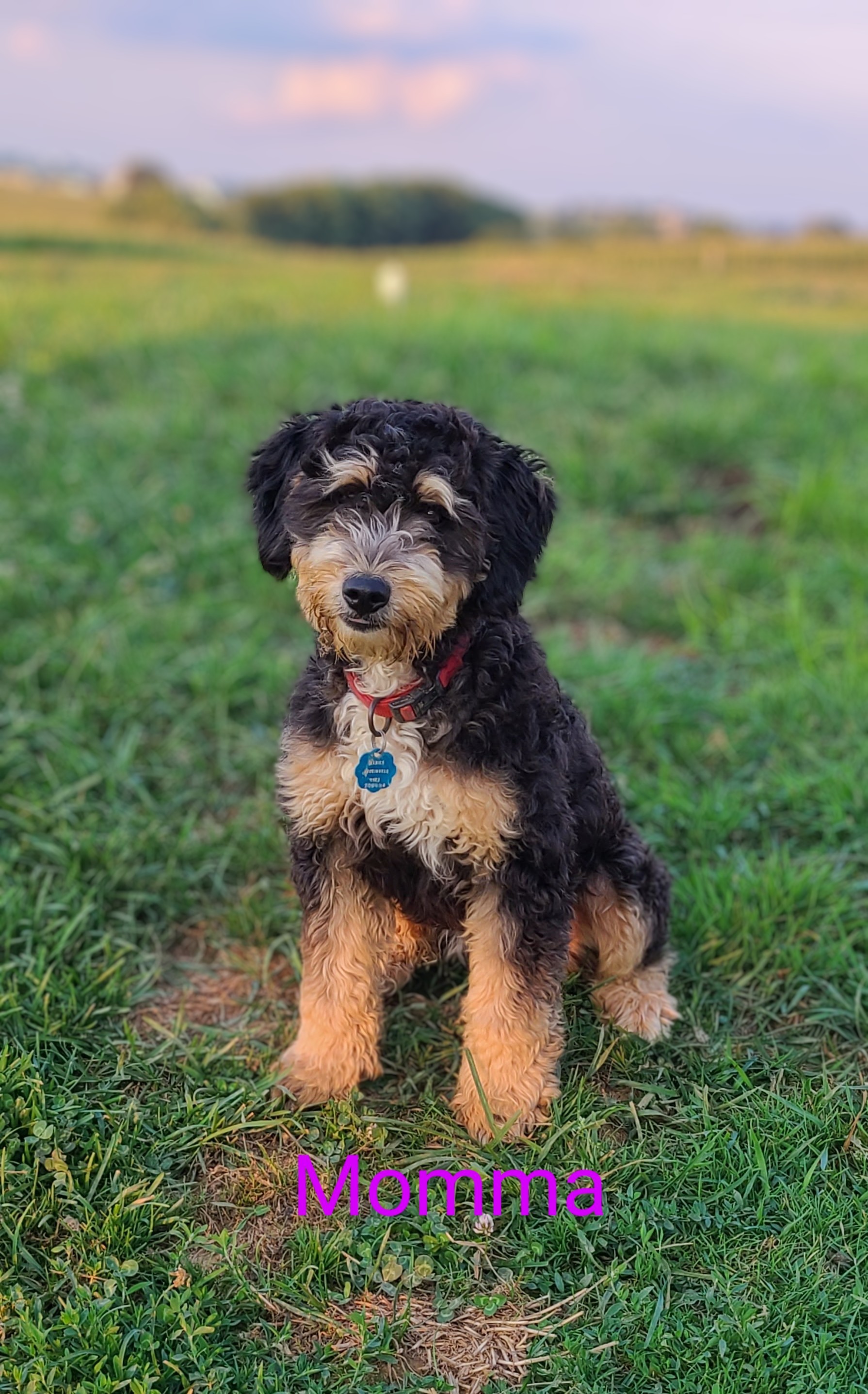 Roxy - Mini Bernedoodle Puppy For Sale in Pennsylvania