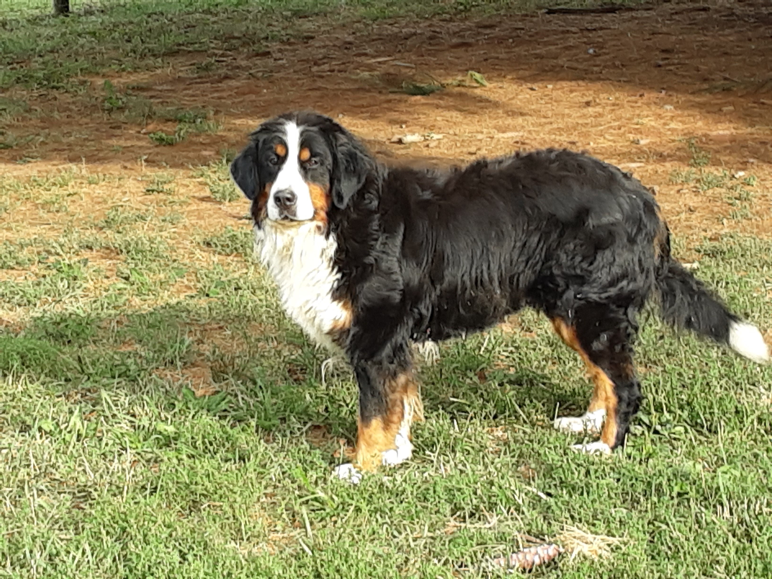 Scout - Bernedoodle Puppy For Sale in Ohio