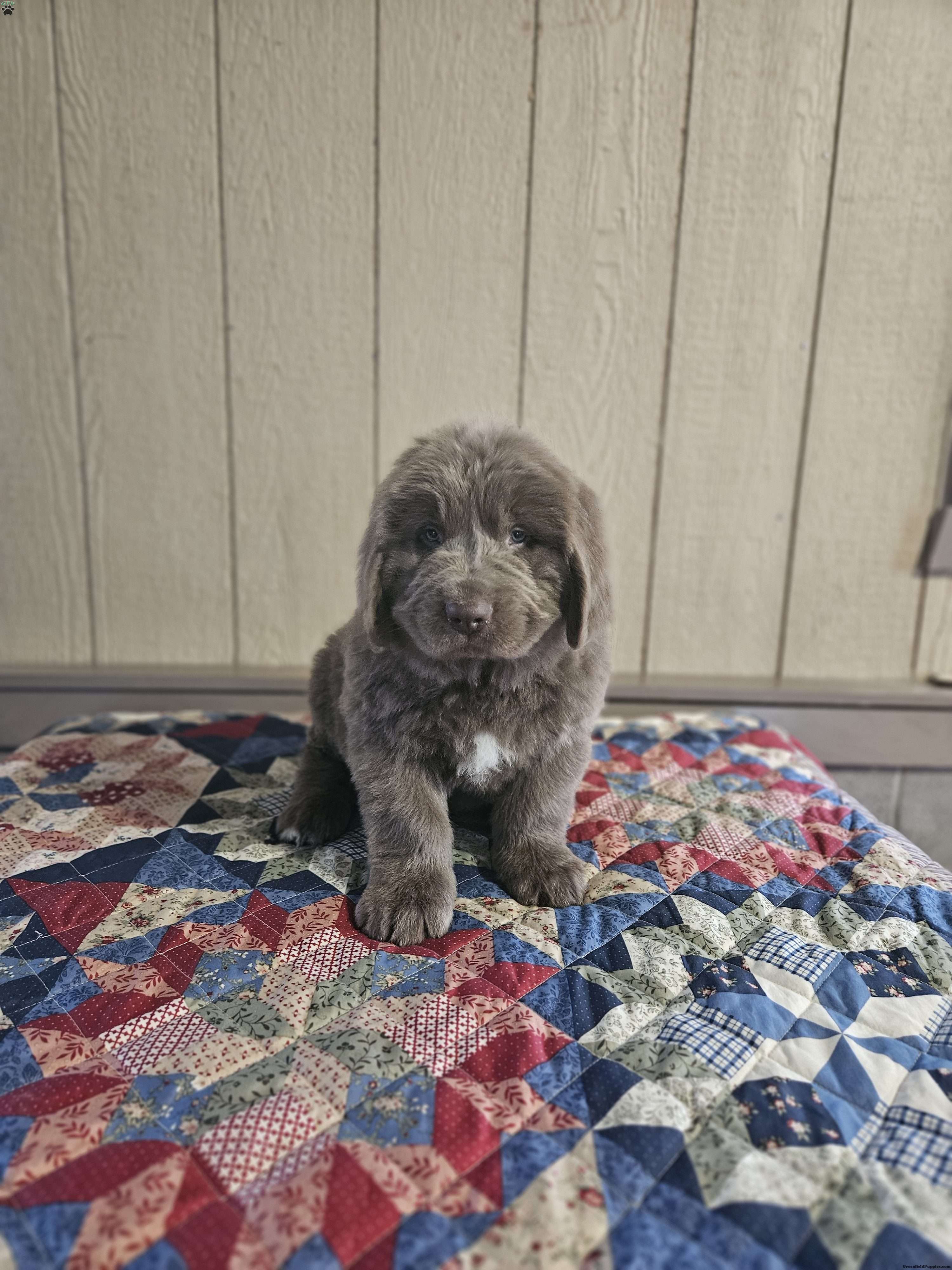 Mack - Newfoundland Puppy For Sale in Ohio