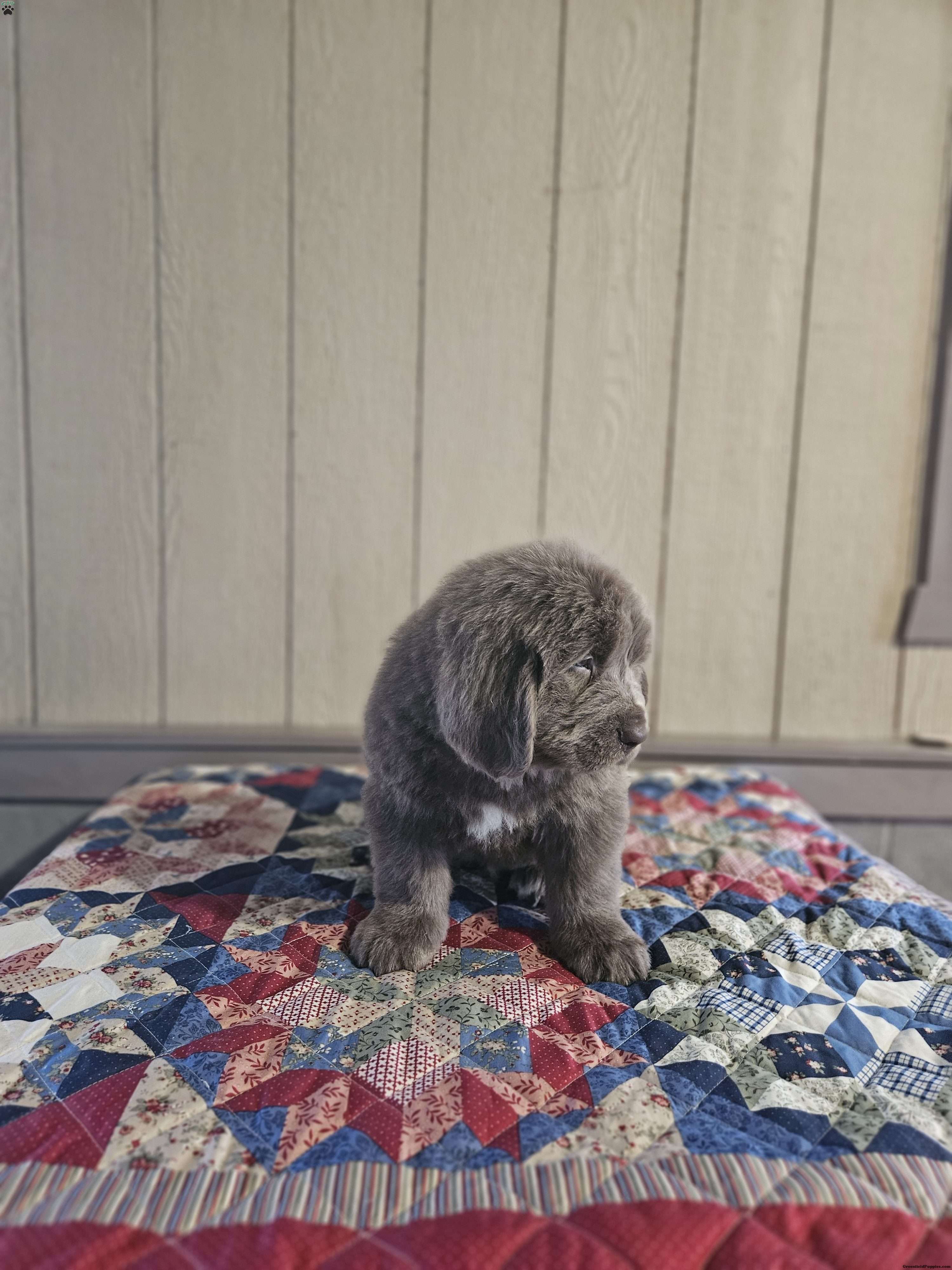 Mack - Newfoundland Puppy For Sale in Ohio