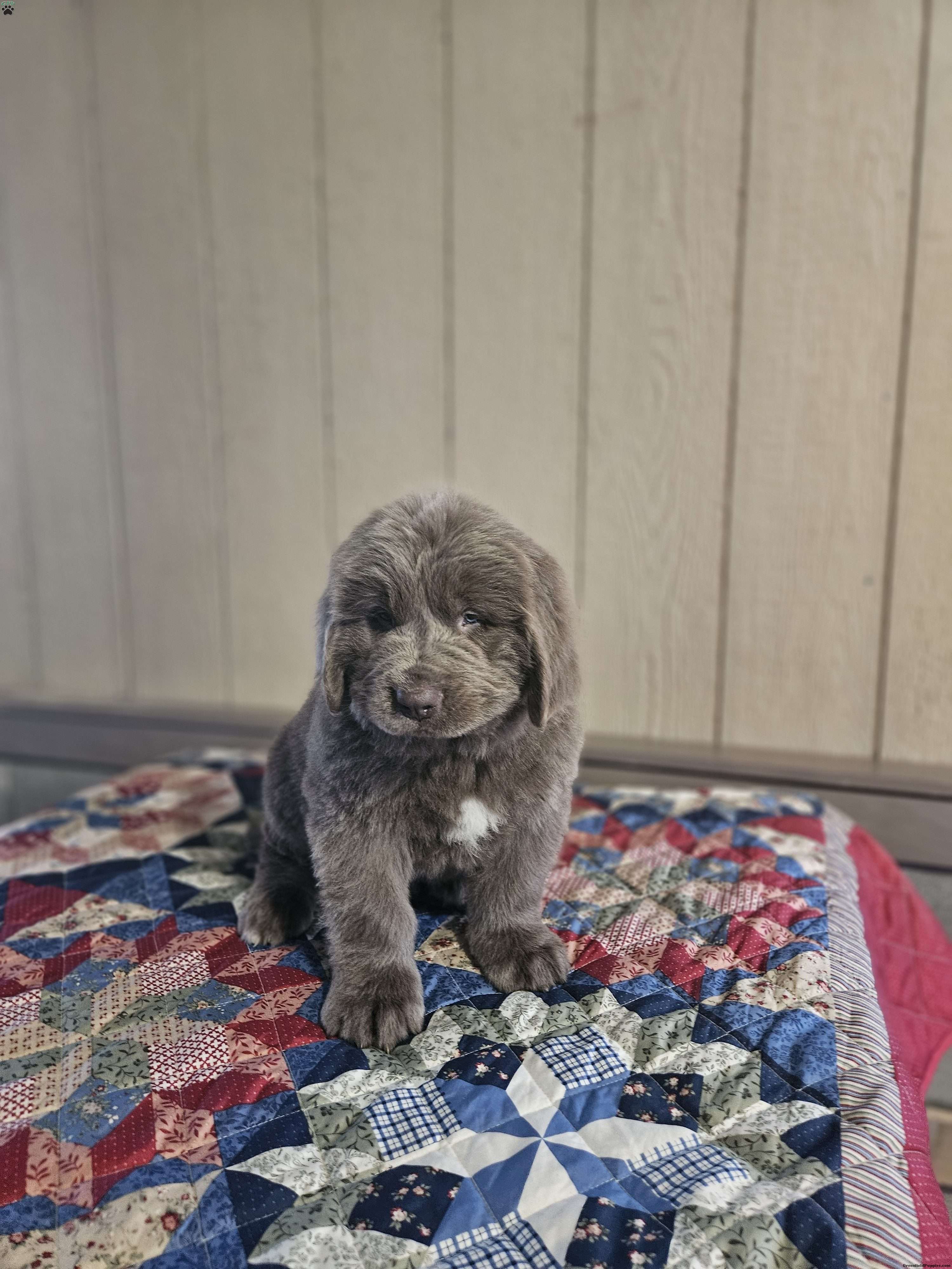Mack - Newfoundland Puppy For Sale in Ohio