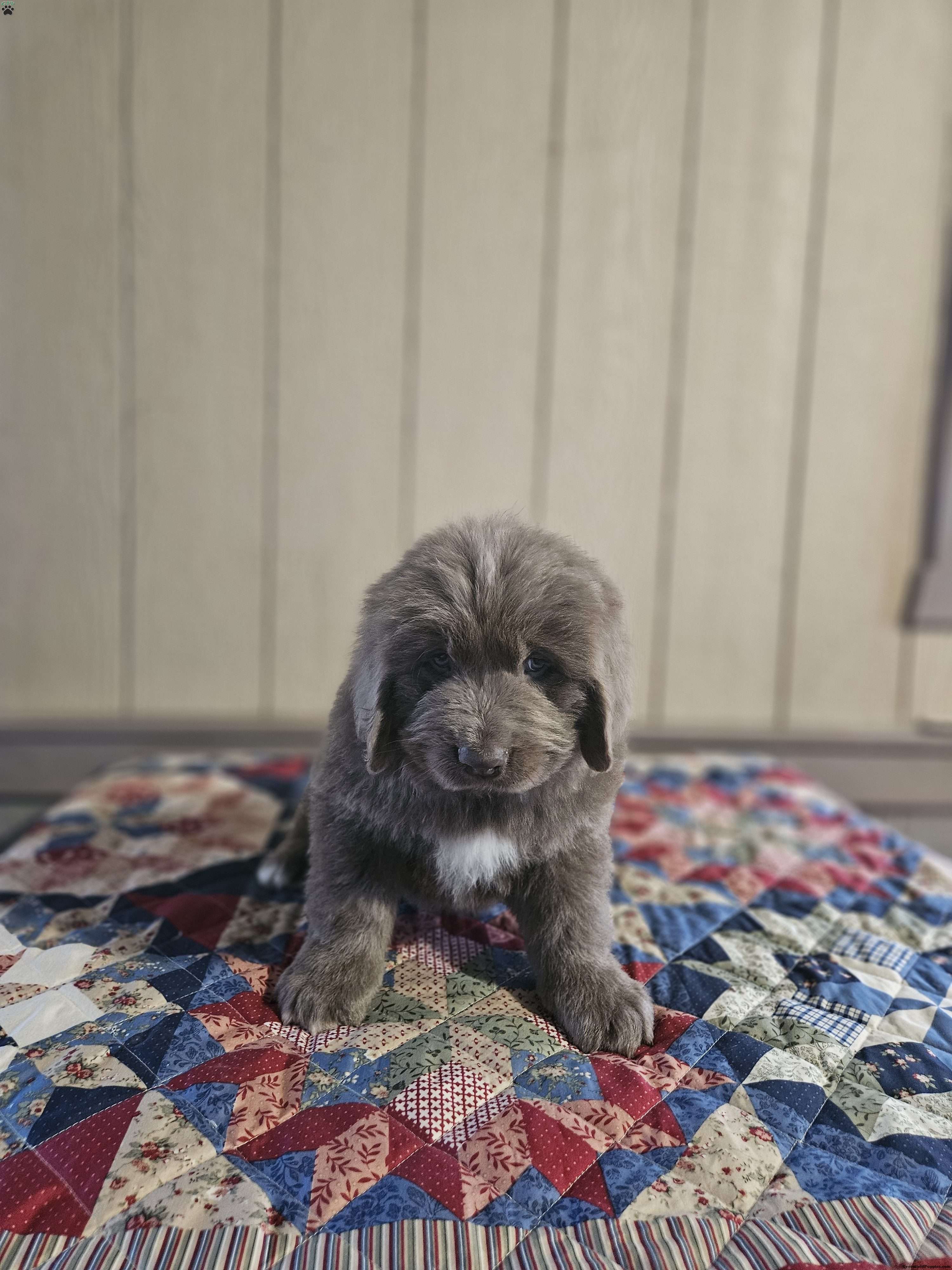 Zach - Newfoundland Puppy For Sale in Ohio