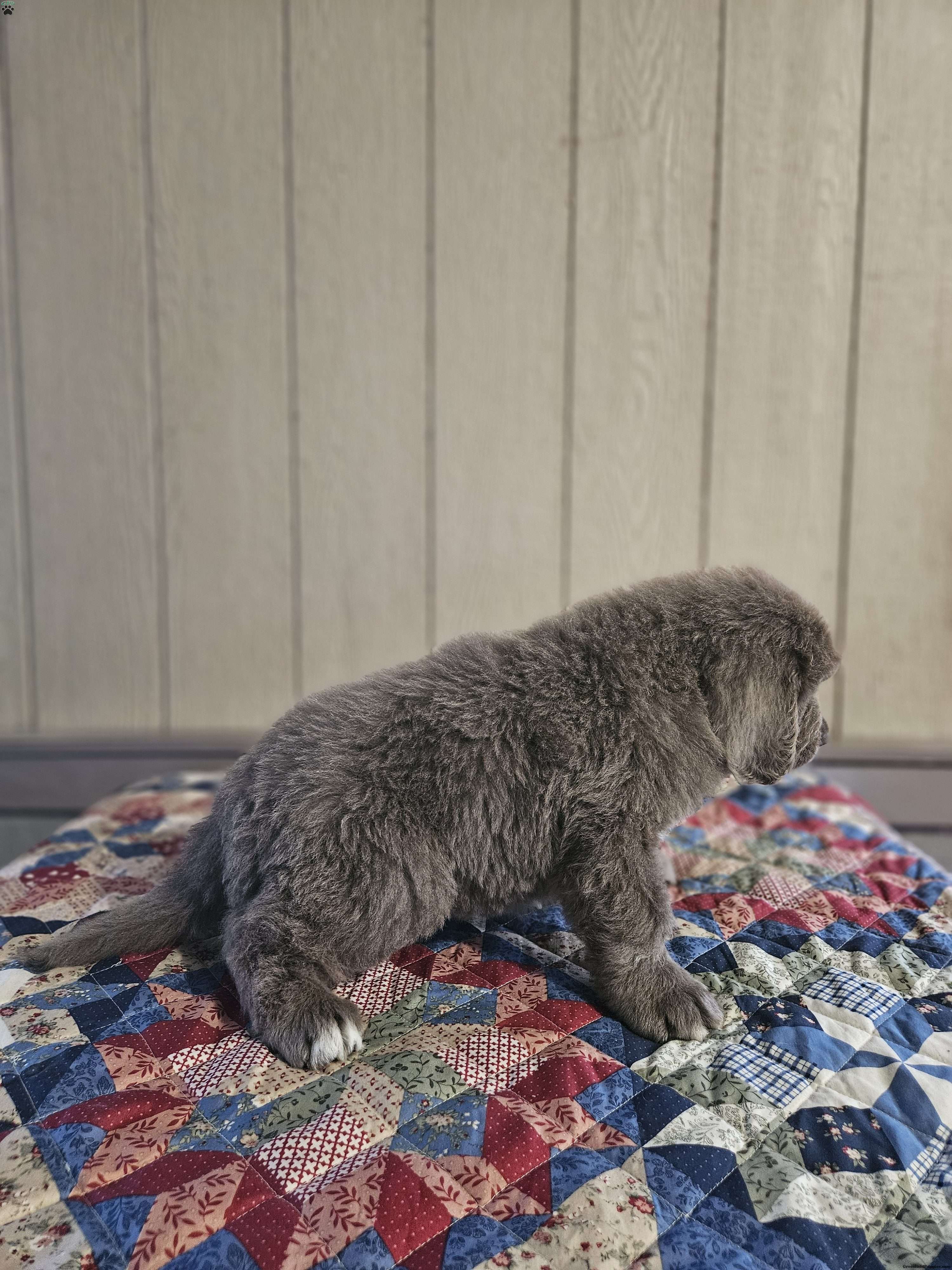 Zach - Newfoundland Puppy For Sale in Ohio