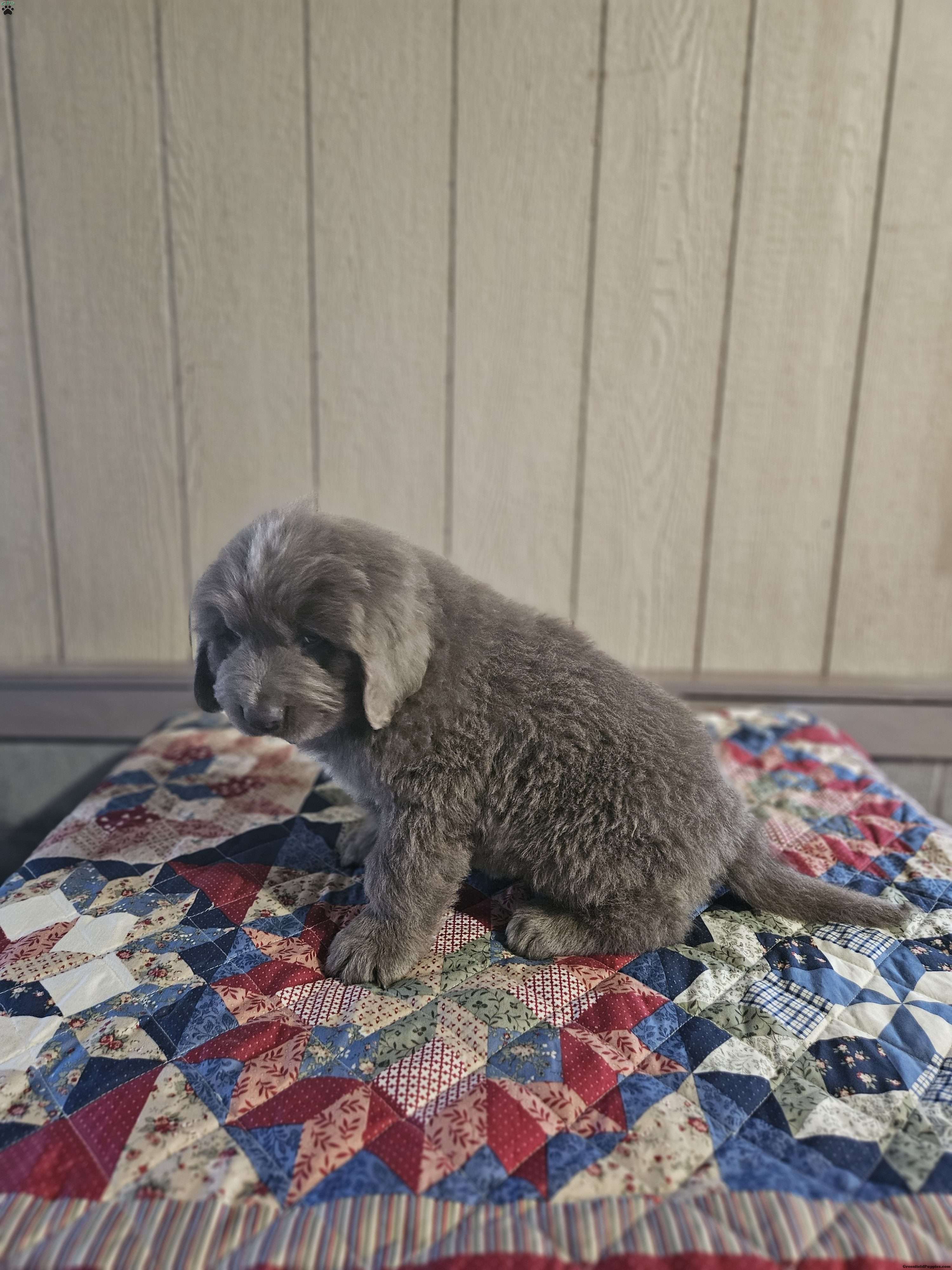 Zach - Newfoundland Puppy For Sale in Ohio