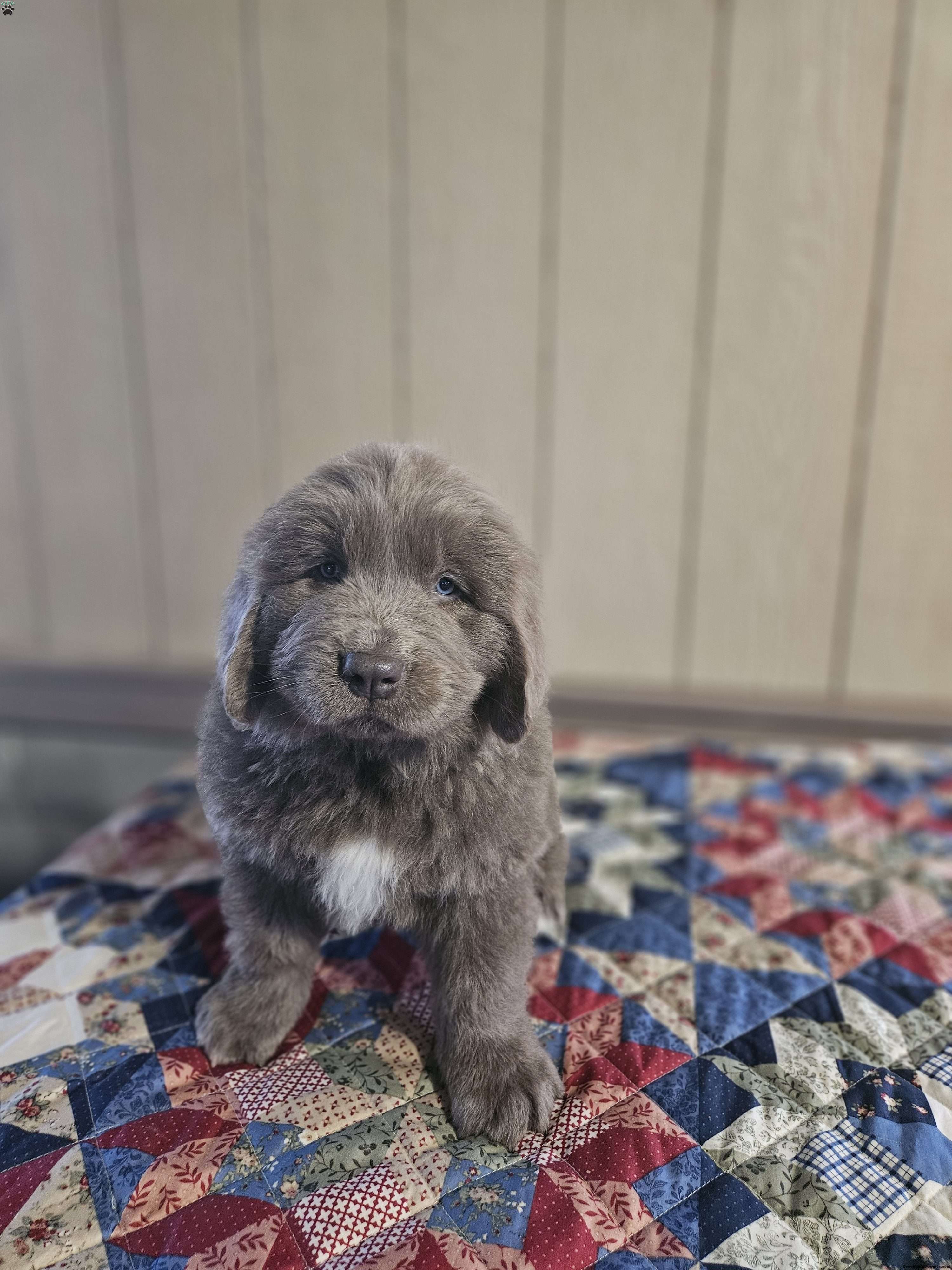 Zach - Newfoundland Puppy For Sale in Ohio