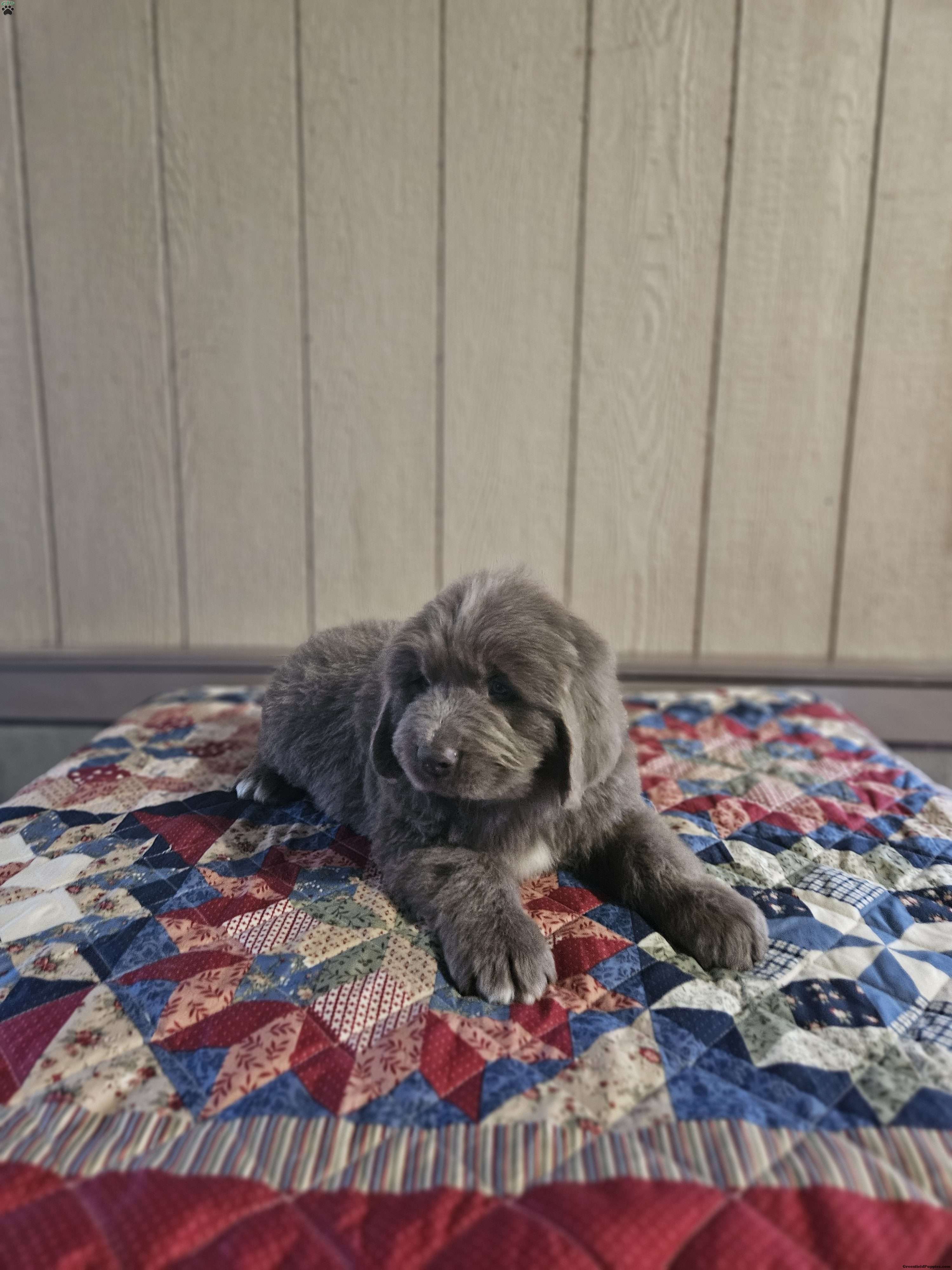 Zach - Newfoundland Puppy For Sale in Ohio