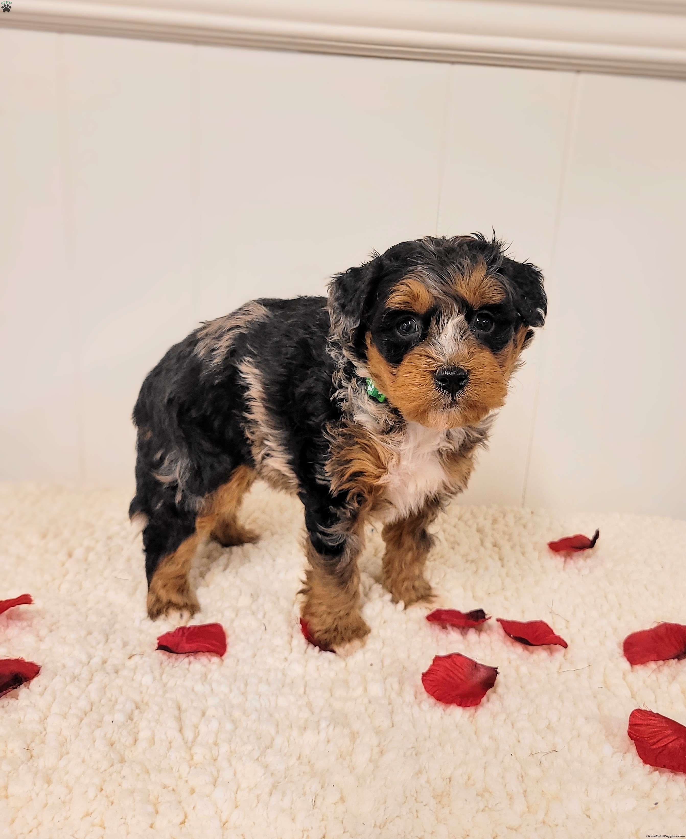 Ruby - Mini Bernedoodle Puppy For Sale in Pennsylvania