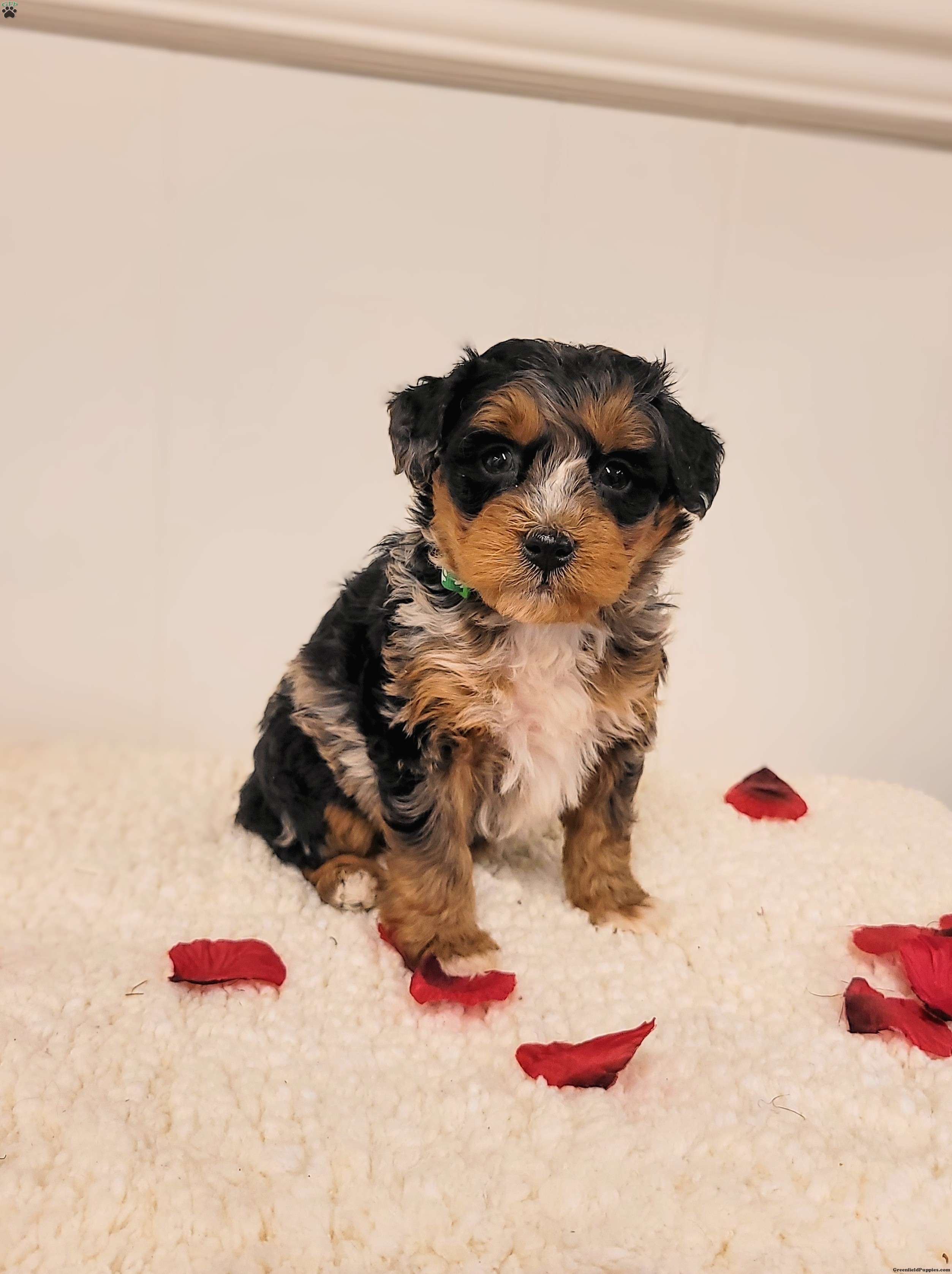 Ruby - Mini Bernedoodle Puppy For Sale in Pennsylvania