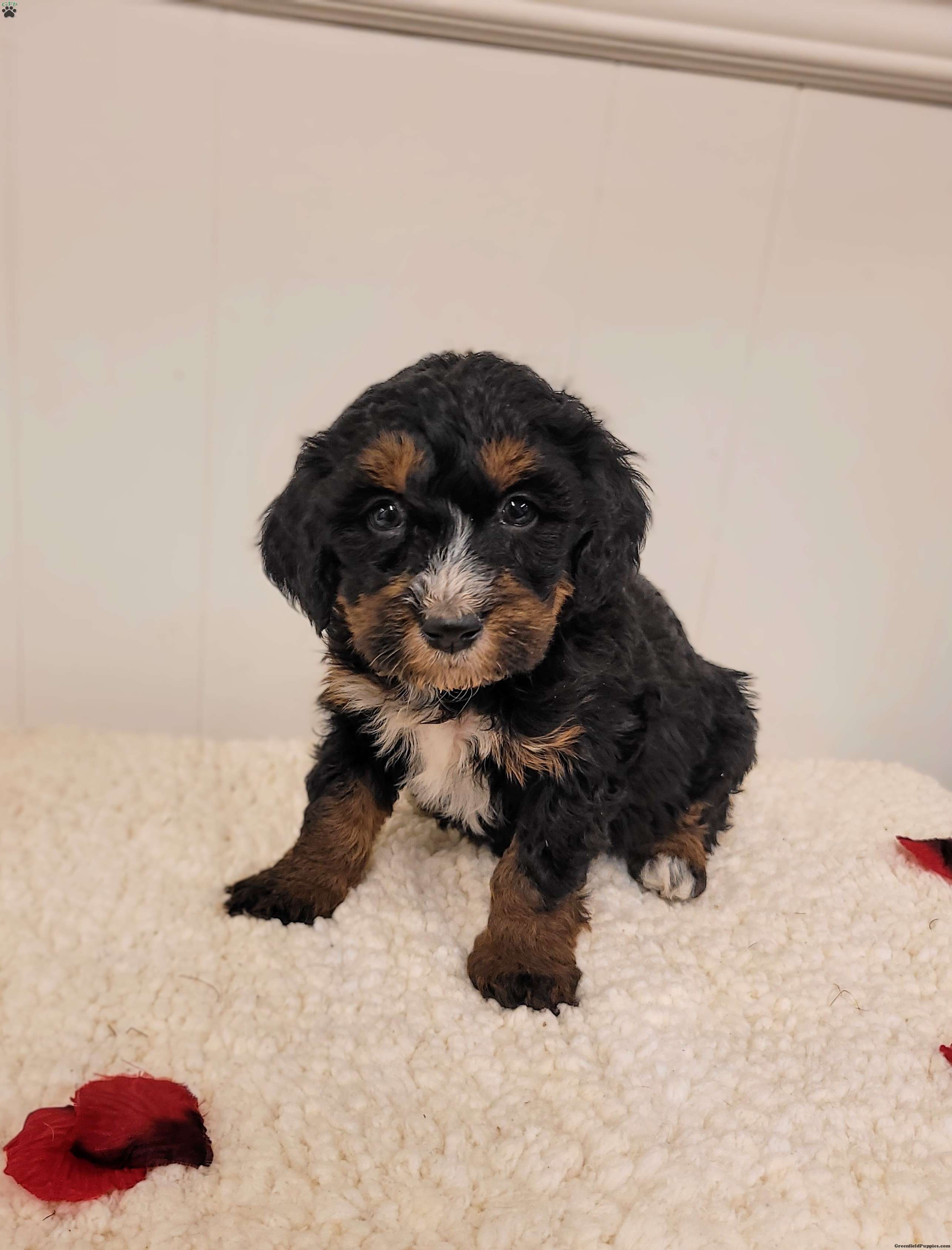 Remi - Mini Bernedoodle Puppy For Sale in Pennsylvania