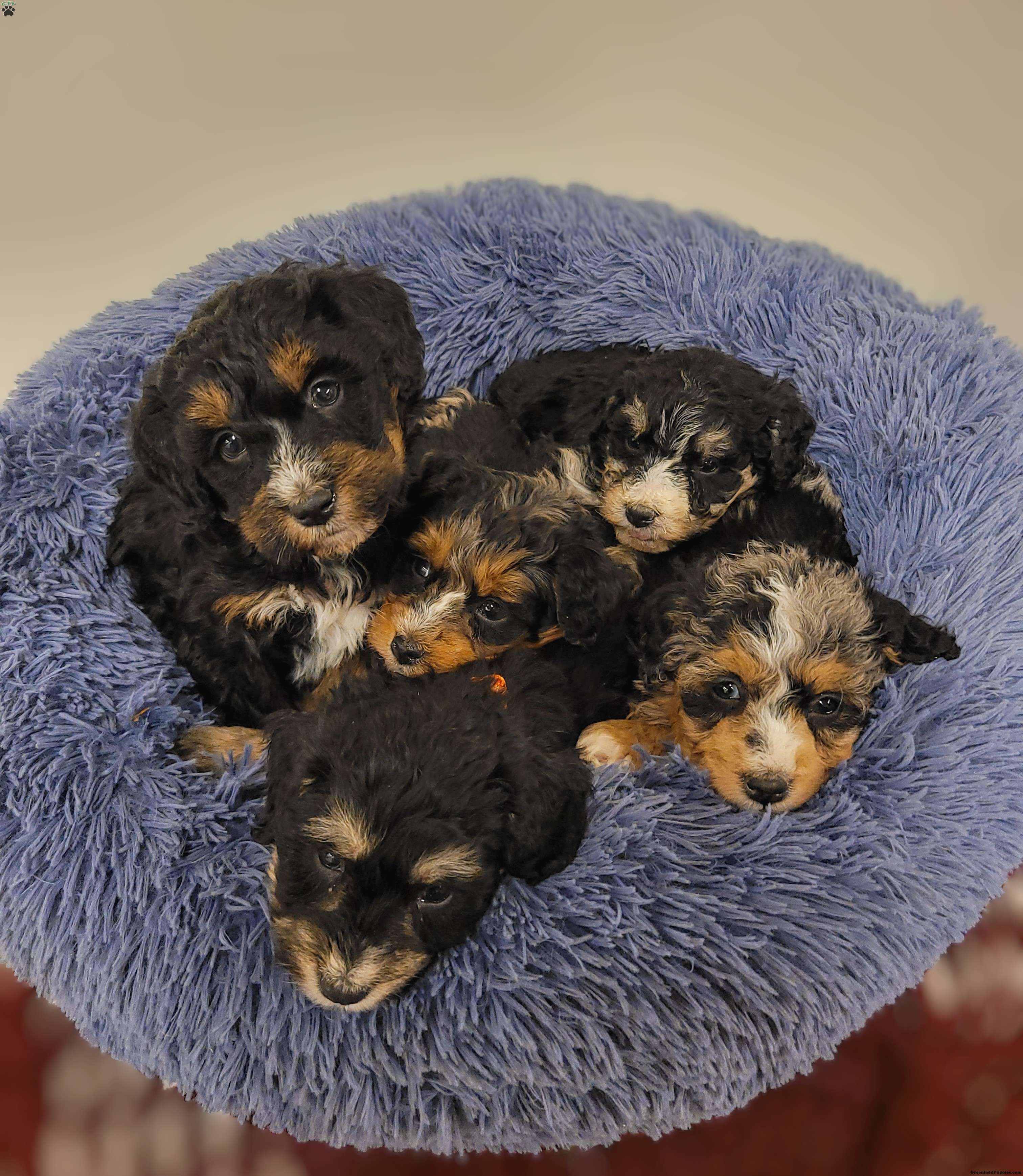 Ruby - Mini Bernedoodle Puppy For Sale in Pennsylvania