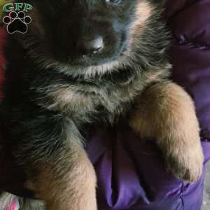 German Shepherd Puppies For Sale - Greenfield Puppies