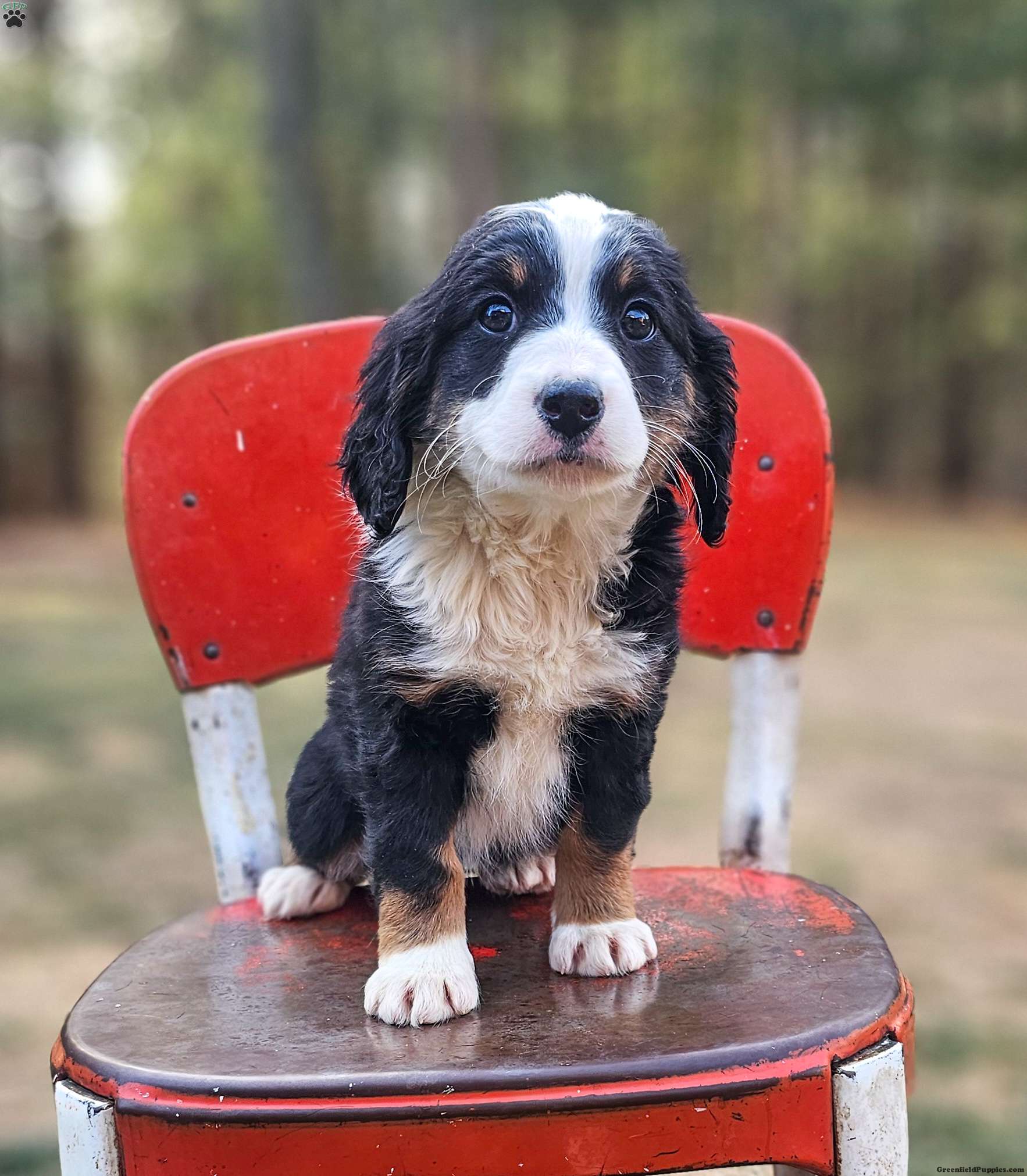 Ivy - Mini Bernedoodle Puppy For Sale in Pennsylvania