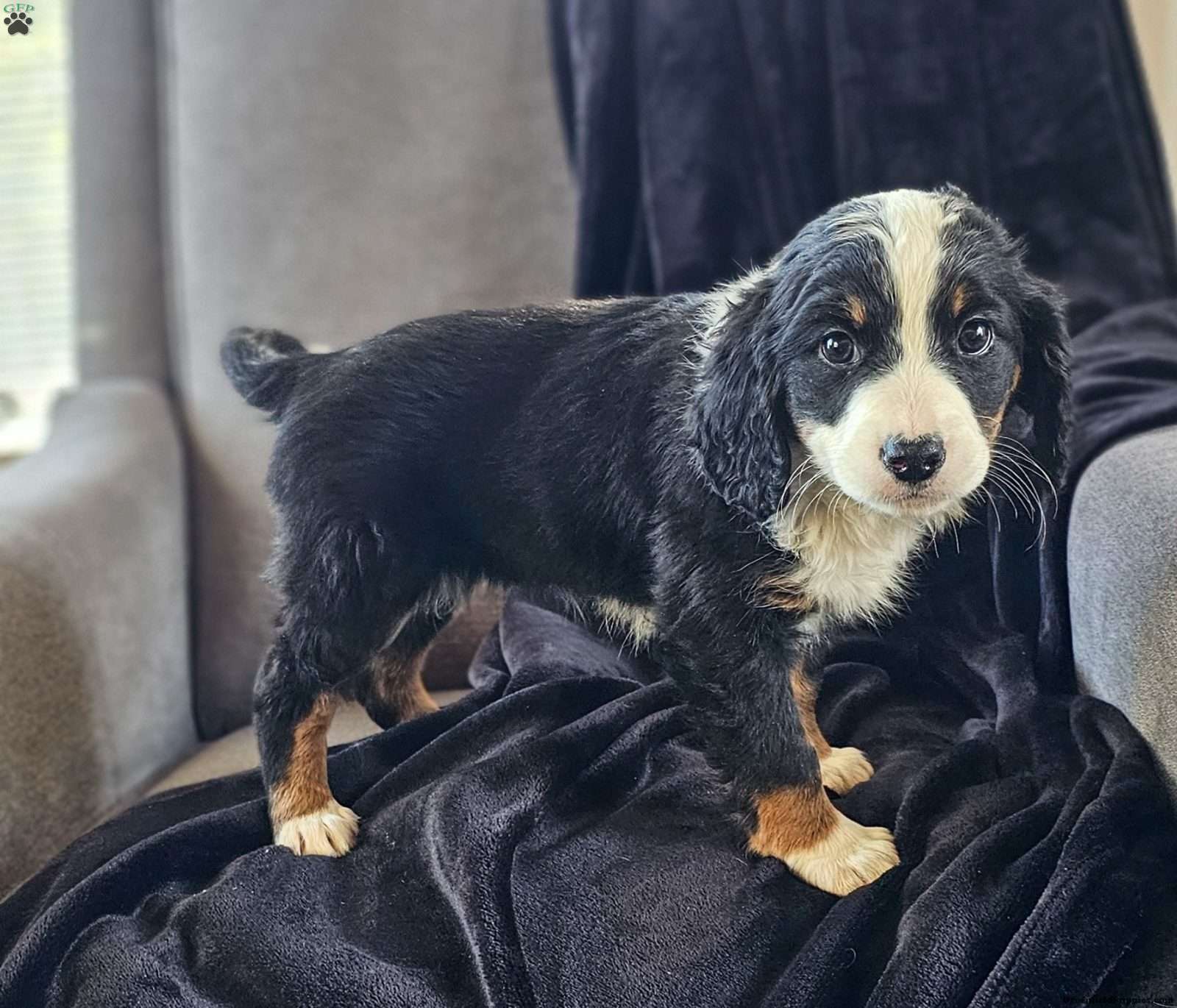 Ivy - Mini Bernedoodle Puppy For Sale in Pennsylvania