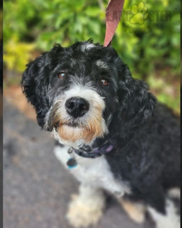Charlie - Mini Bernedoodle Puppy For Sale in Pennsylvania