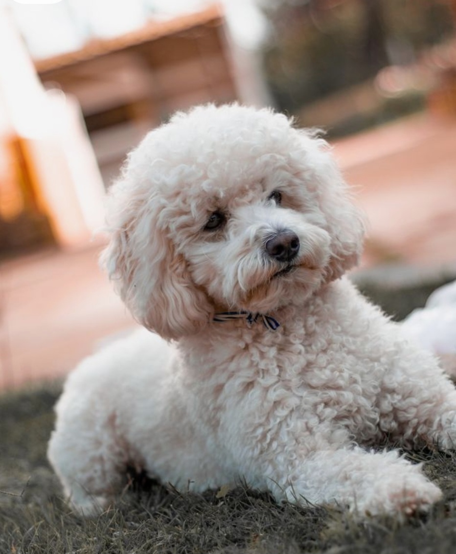 Ivy - Mini Bernedoodle Puppy For Sale in Pennsylvania