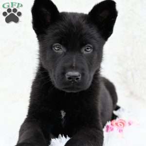 Sarah Mullet - Greenfield Puppies