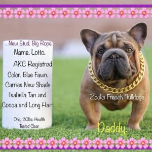 Sandfire - French Bulldog Puppy For Sale in New York
