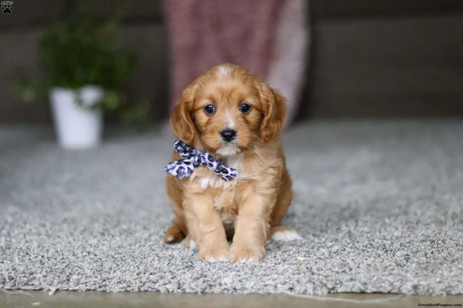 Claire - Cavapoo Puppy For Sale in Ohio