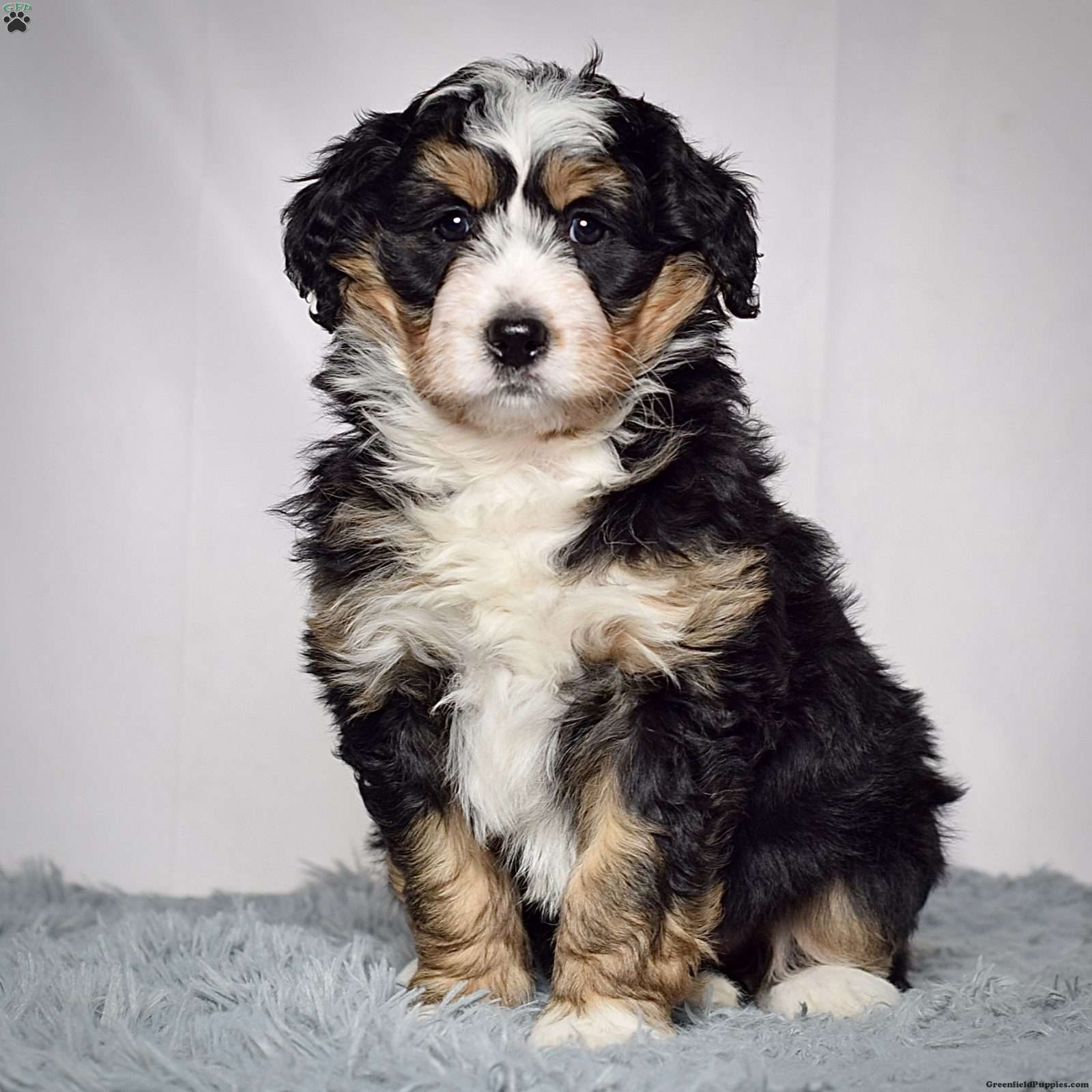 Samantha - Mini Bernedoodle Puppy For Sale in Ohio