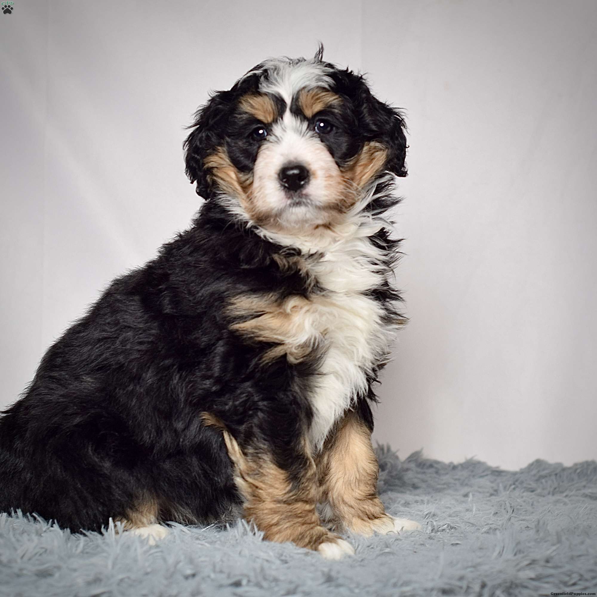 Samantha - Mini Bernedoodle Puppy For Sale in Ohio