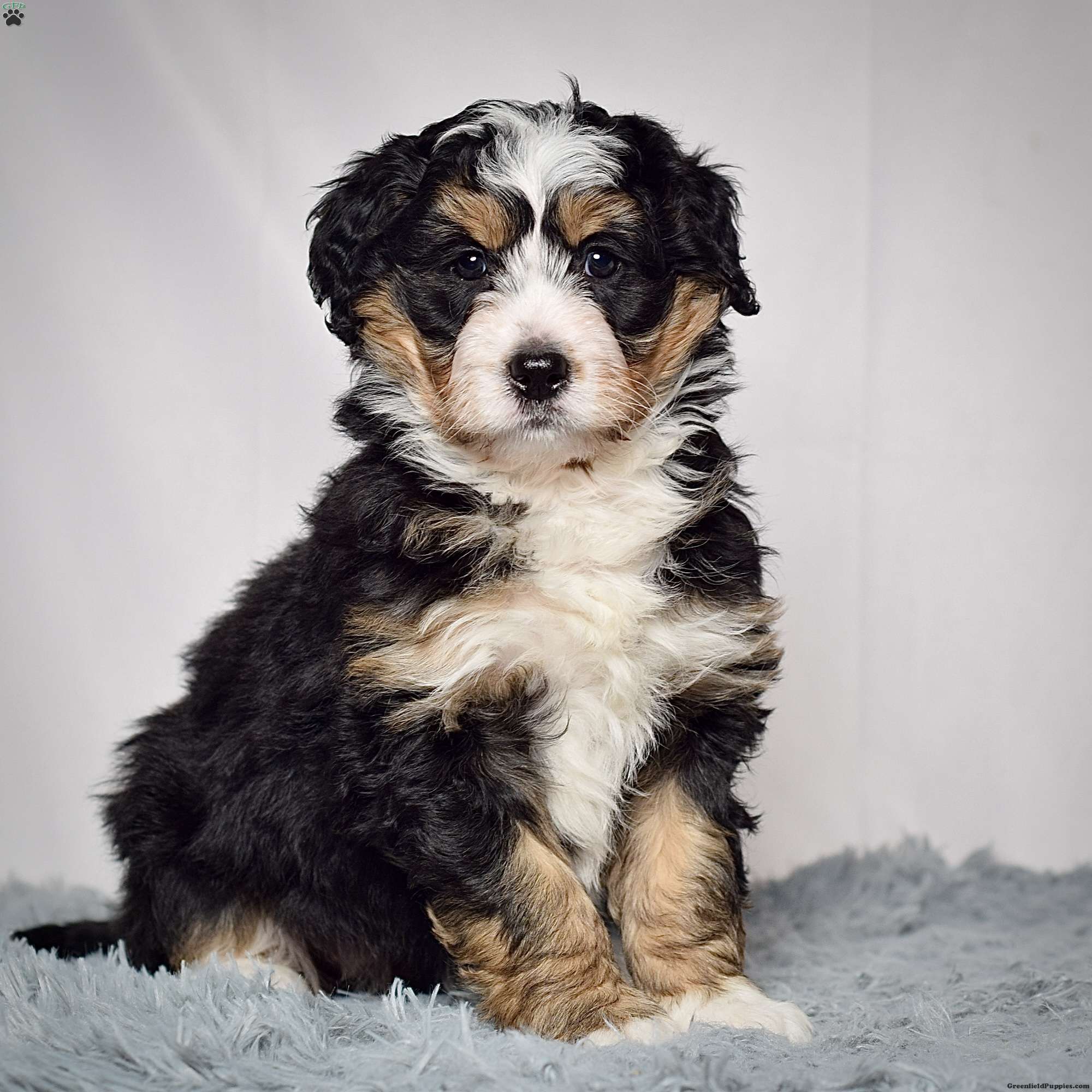 Samantha - Mini Bernedoodle Puppy For Sale in Ohio