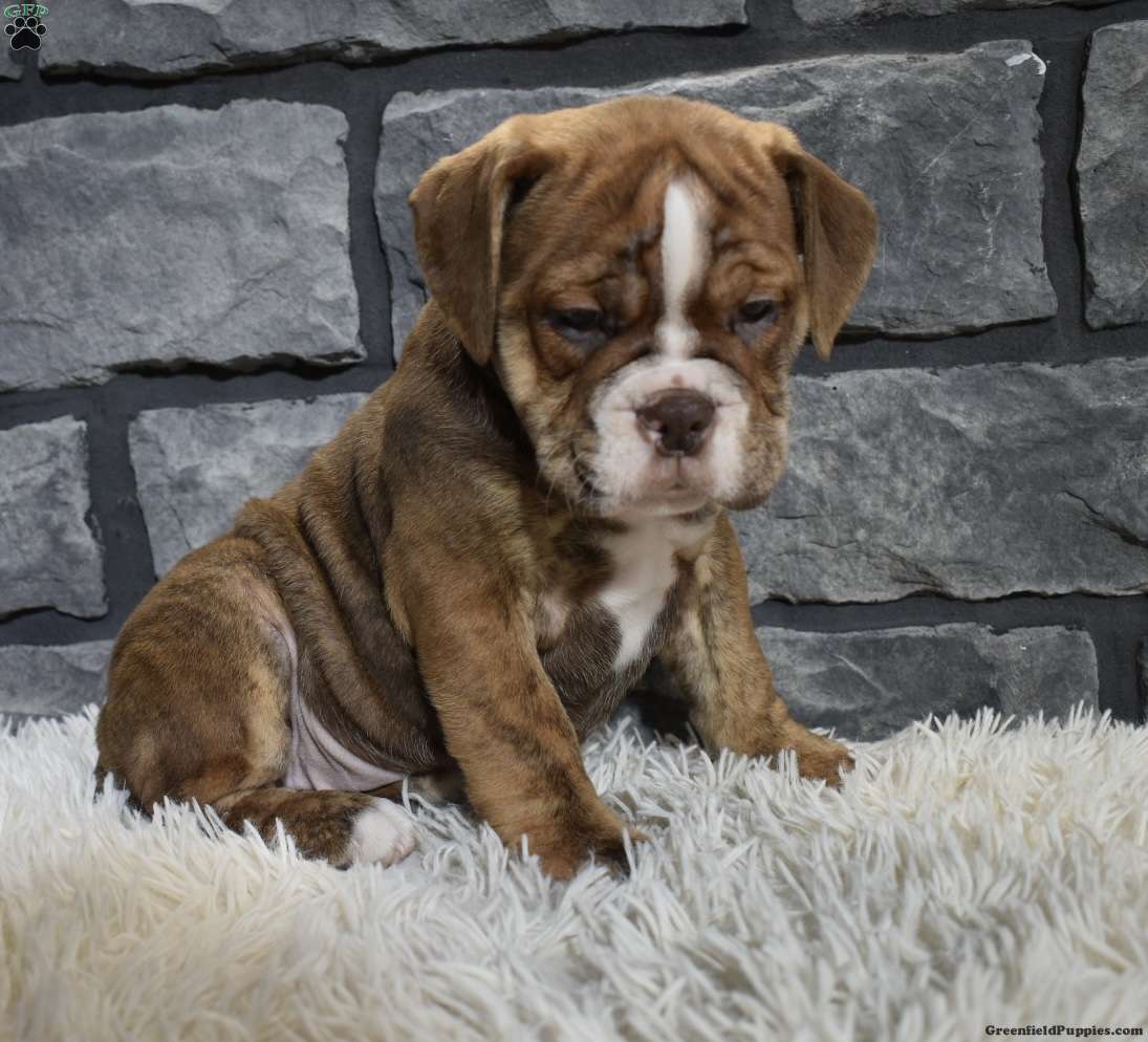 River - Beabull Puppy For Sale in Ohio