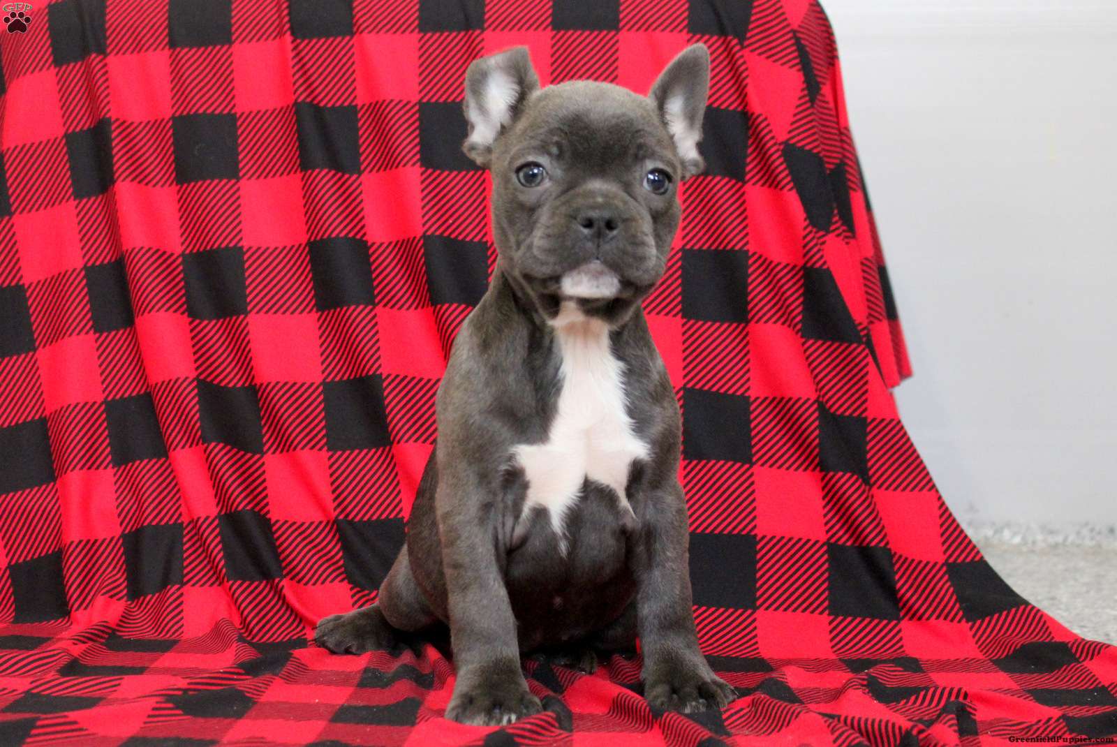Daisy - Frenchton Puppy For Sale in Pennsylvania