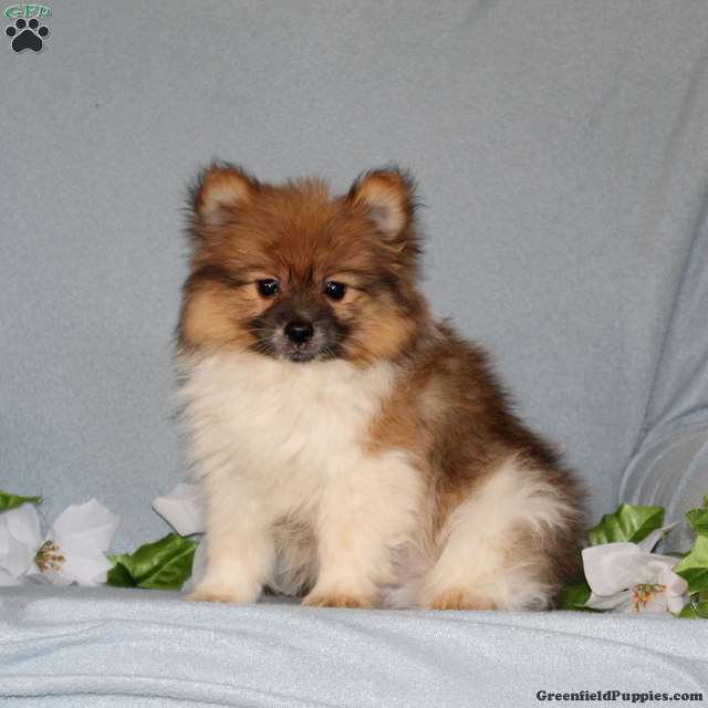 Derek - Pomeranian Puppy For Sale in Pennsylvania