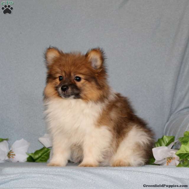 Derek - Pomeranian Puppy For Sale in Pennsylvania