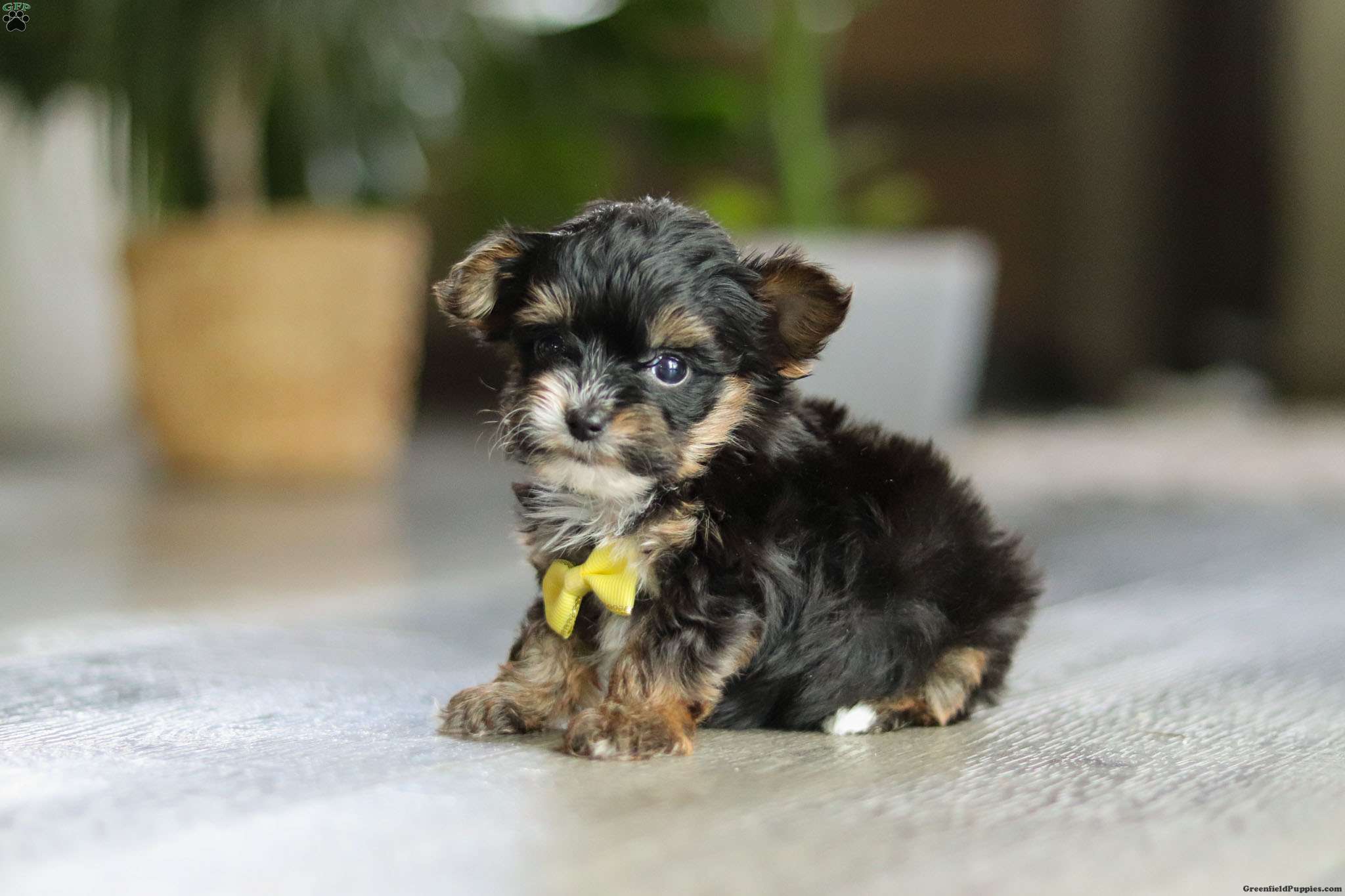 Drakkar - Yorkie Poo Puppy For Sale in Ohio