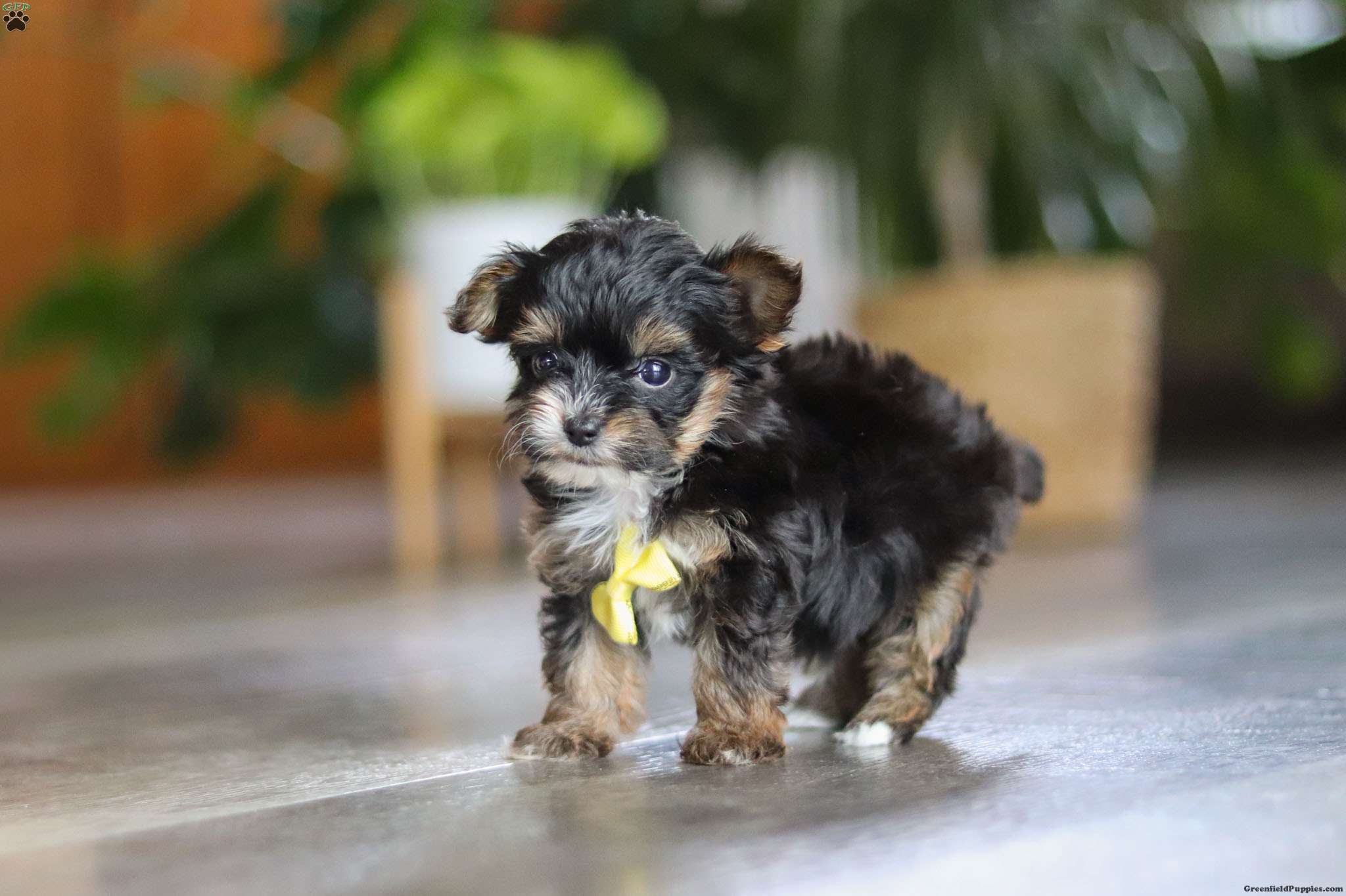 Drakkar - Yorkie Poo Puppy For Sale in Ohio