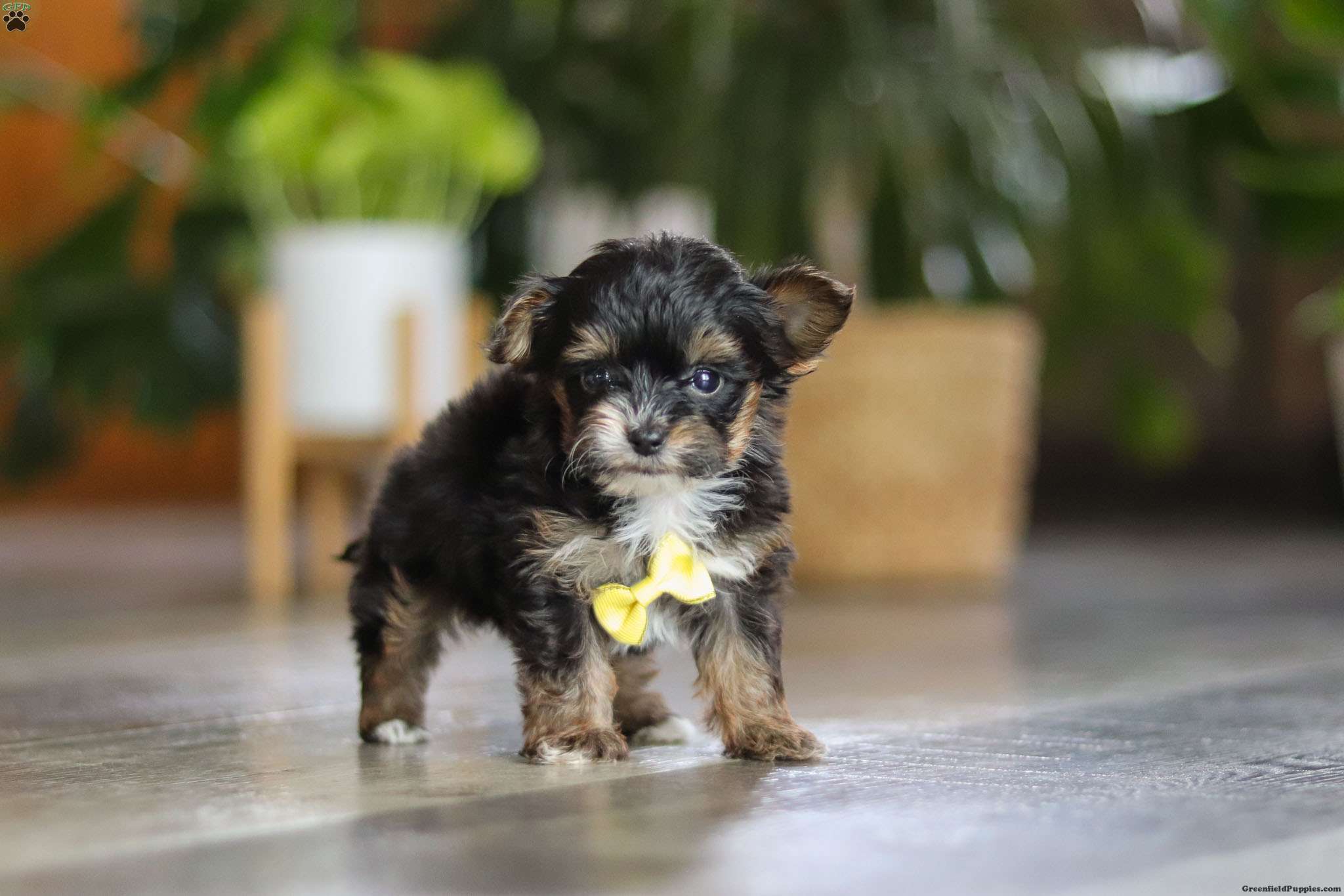 Drakkar - Yorkie Poo Puppy For Sale in Ohio