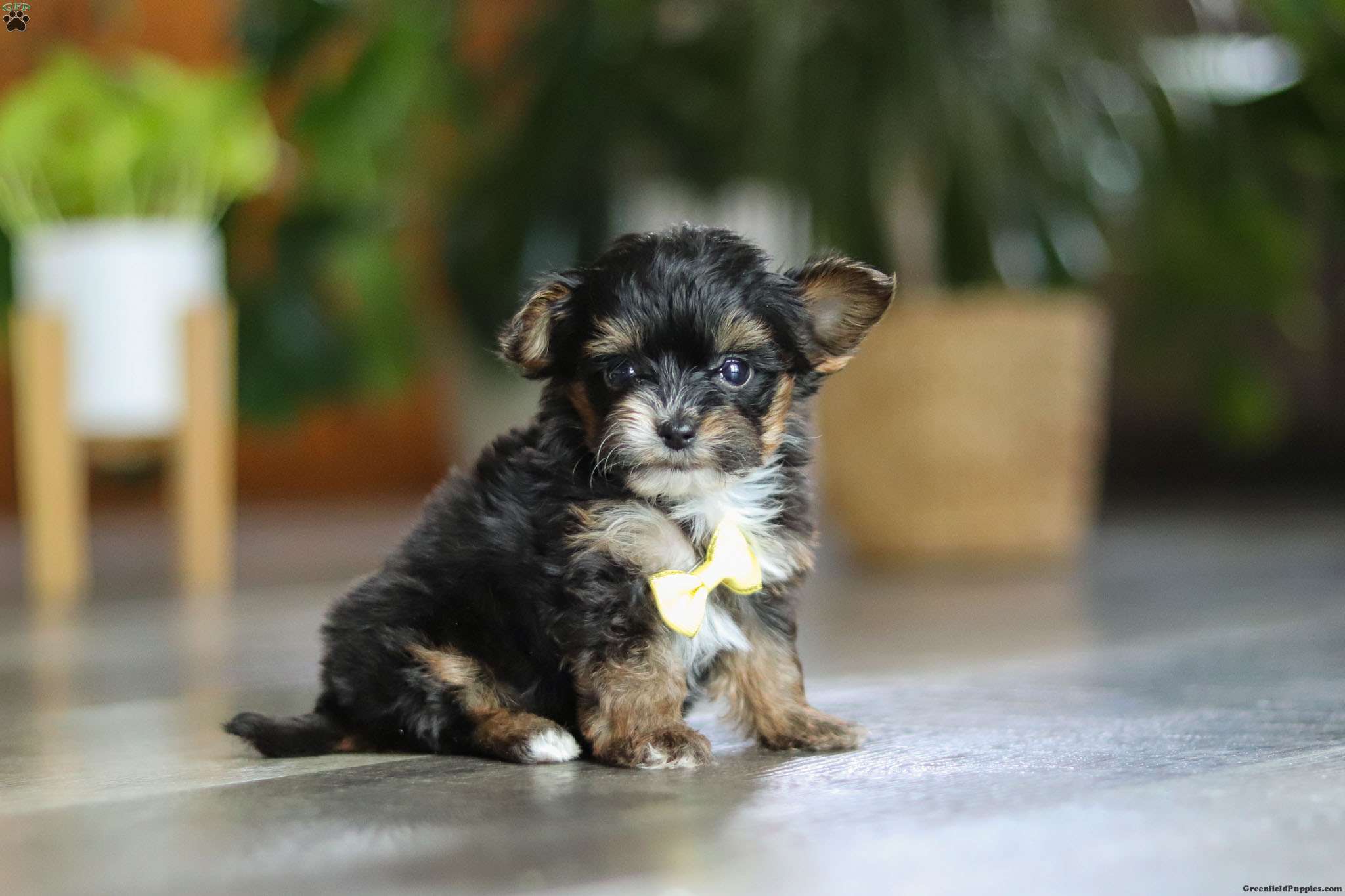 Drakkar - Yorkie Poo Puppy For Sale in Ohio