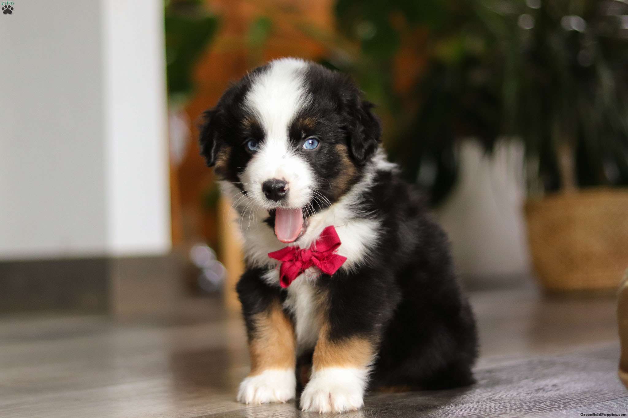 Dubai - Miniature Australian Shepherd Puppy For Sale in Ohio