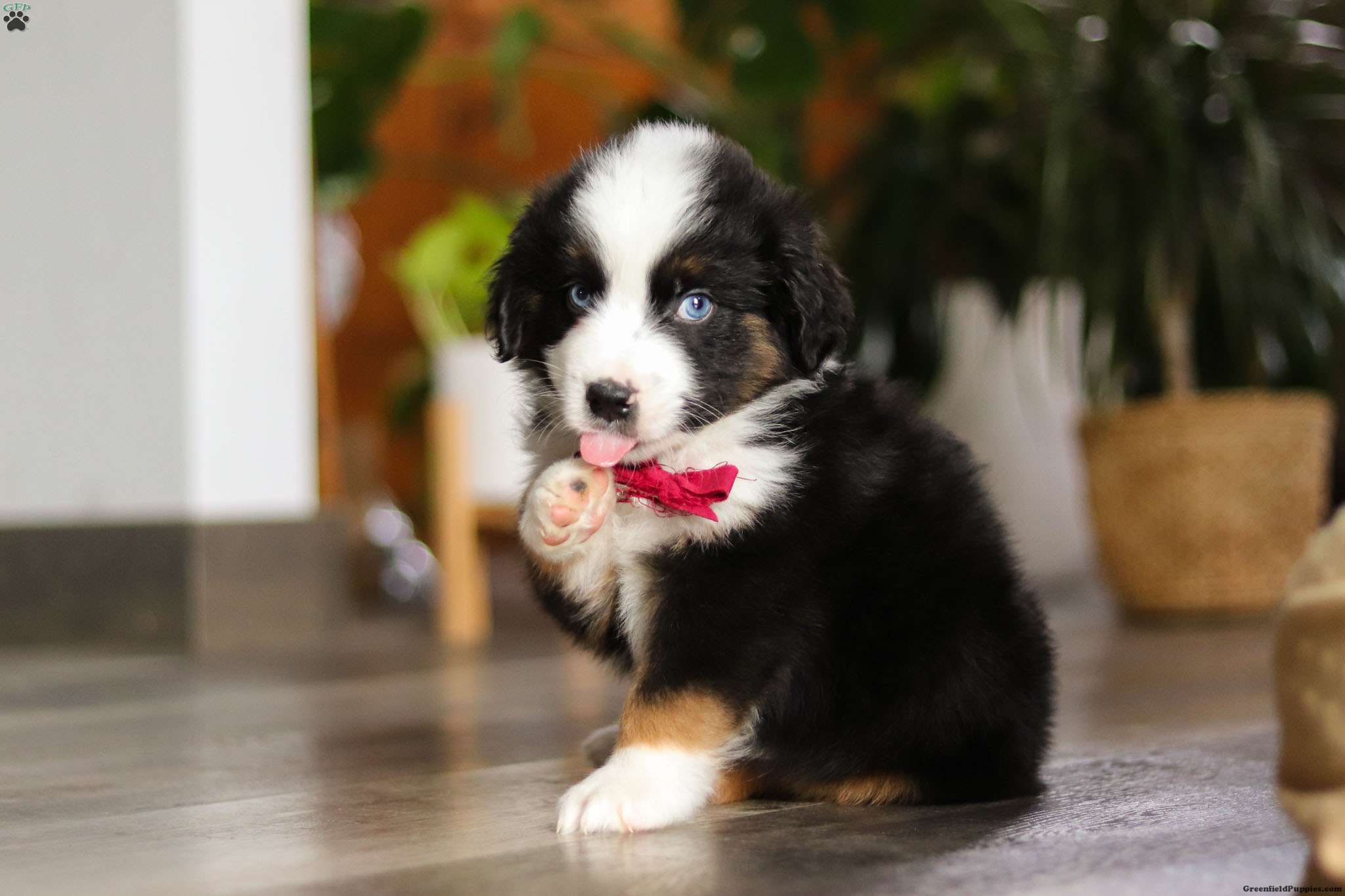 Dubai - Miniature Australian Shepherd Puppy For Sale in Ohio