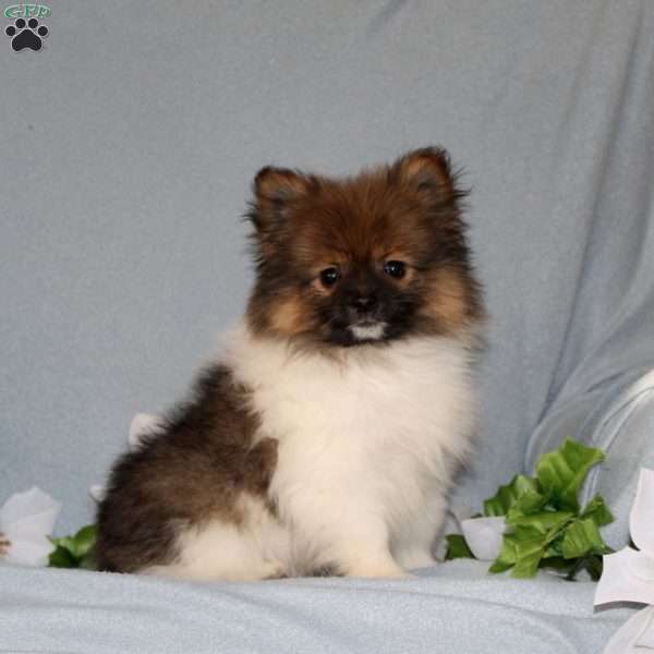 Dunkin - Pomeranian Puppy For Sale in Pennsylvania