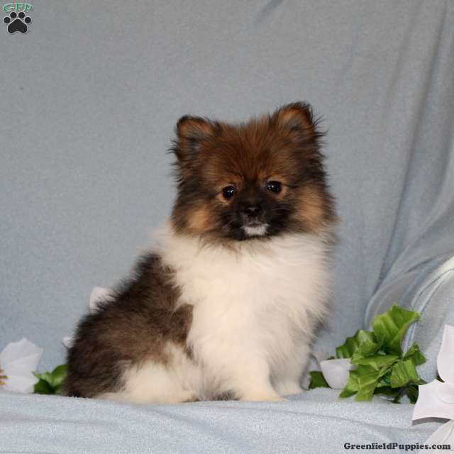 Dunkin - Pomeranian Puppy For Sale in Pennsylvania