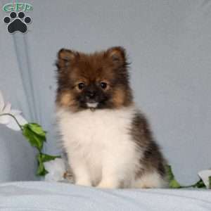 Dunkin - Pomeranian Puppy For Sale in Pennsylvania