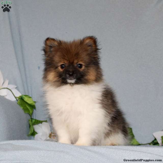 Dunkin - Pomeranian Puppy For Sale in Pennsylvania